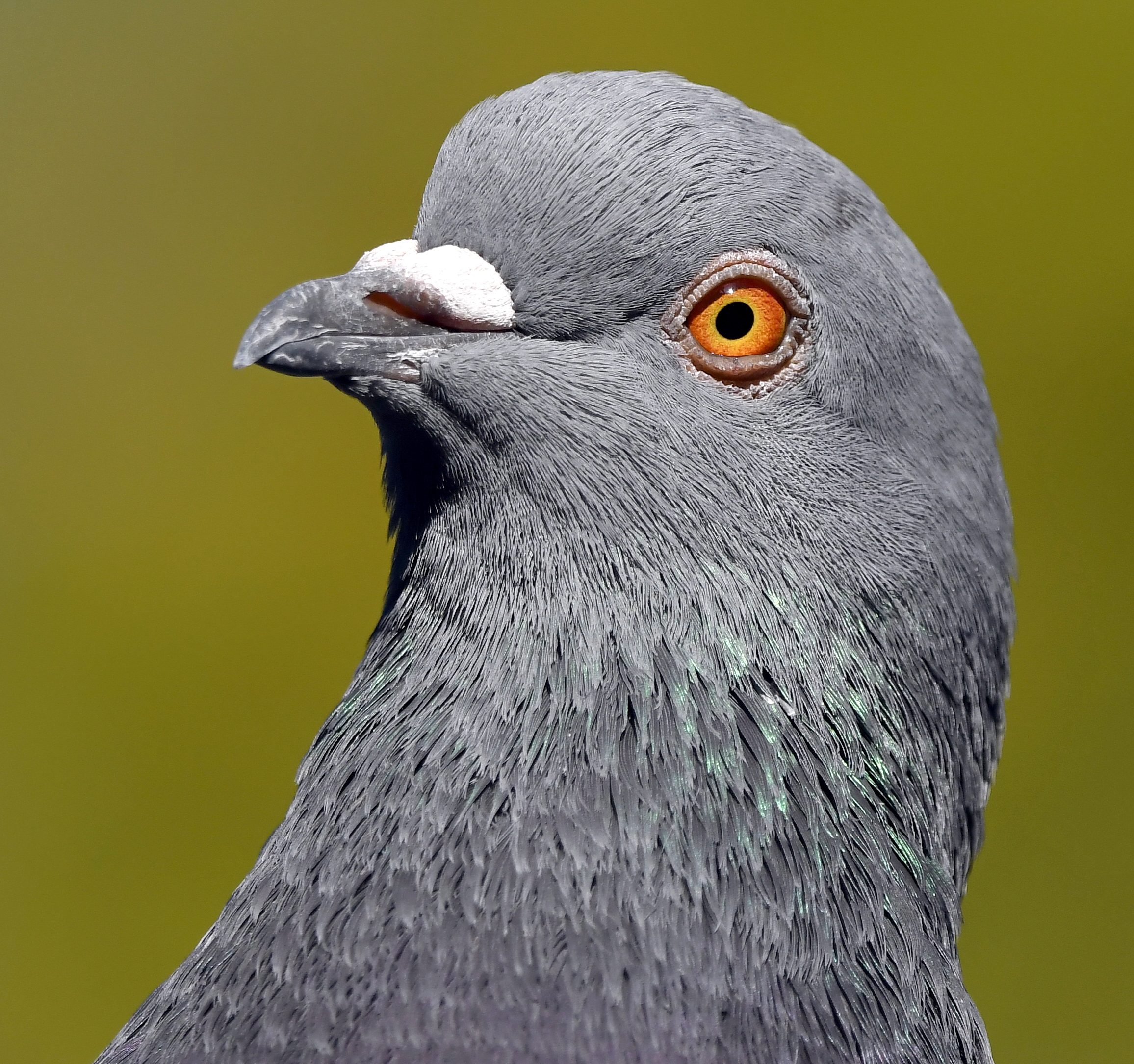 Questions raised over legality of Welsh bird cull - BirdGuides