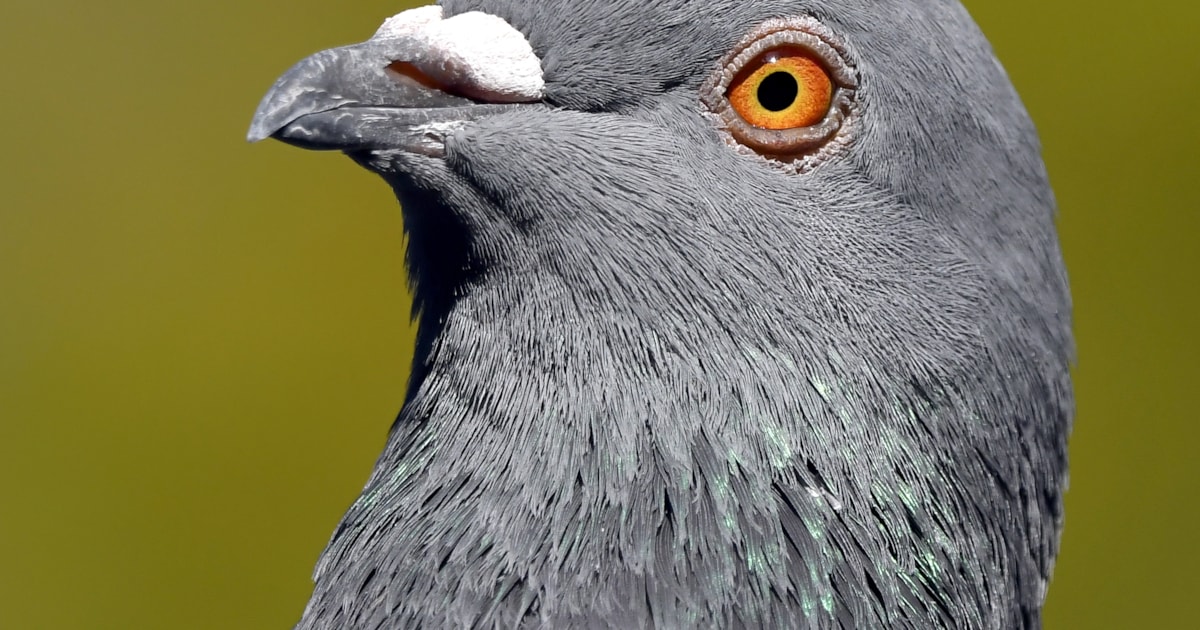 Questions raised over legality of Welsh bird cull - BirdGuides