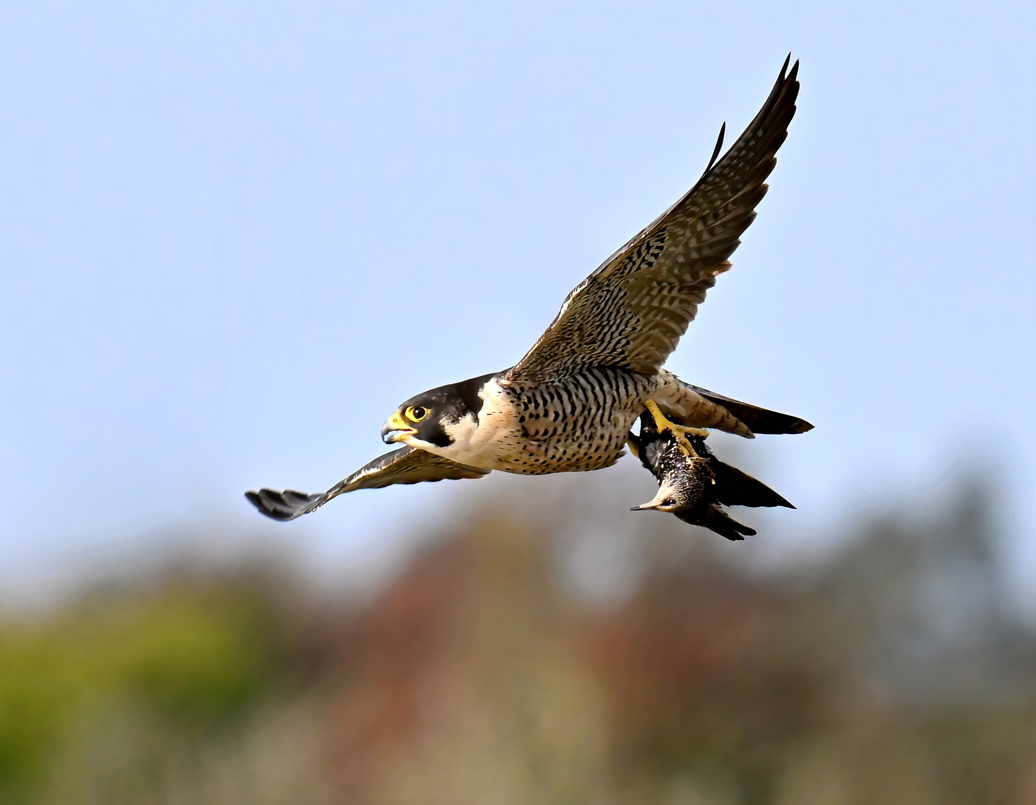 Peregrine Falcon by Carl Bovis - BirdGuides