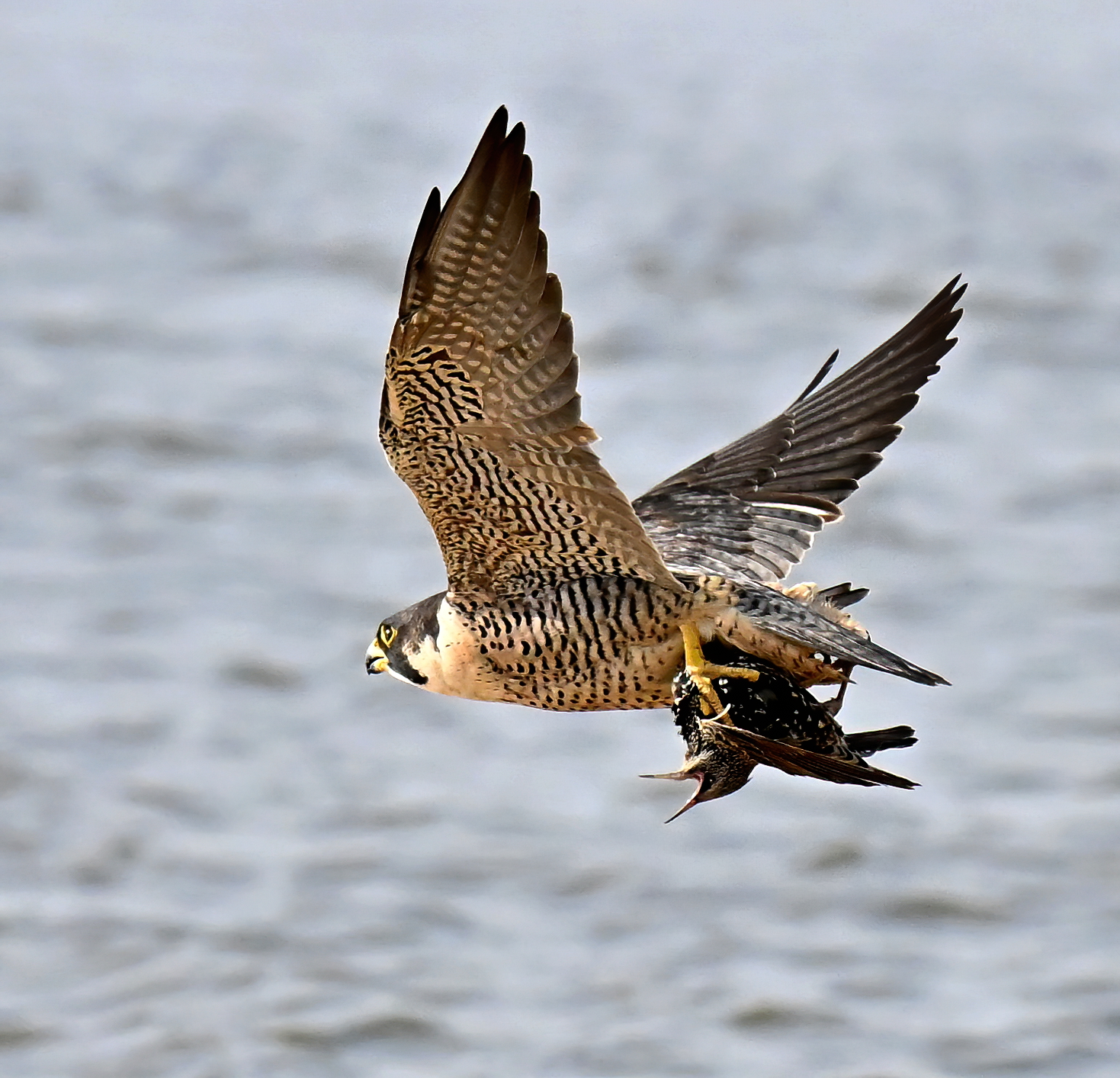 Peregrine Falcon by Carl Bovis - BirdGuides