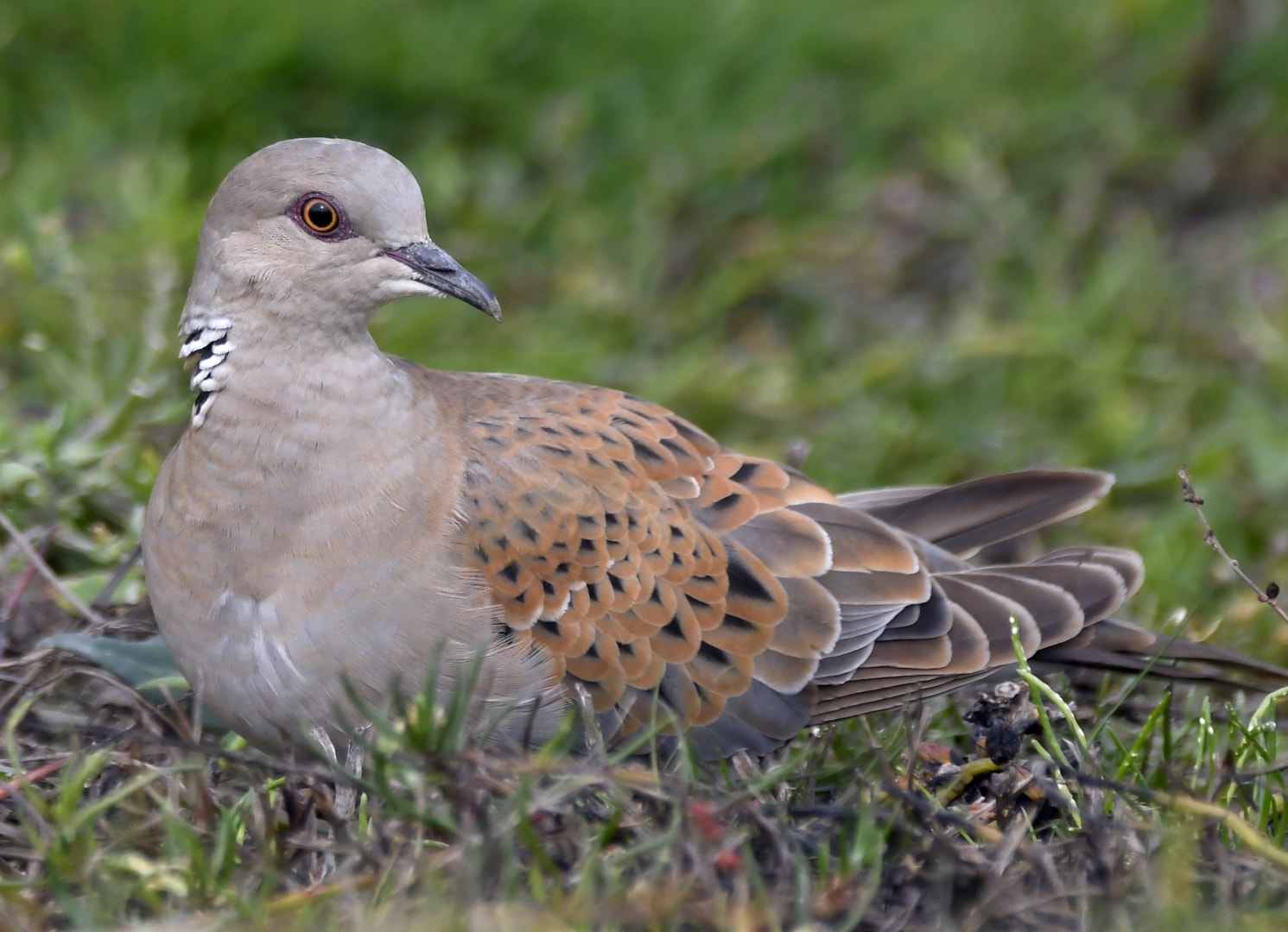European Turtle Dove by Carl Bovis - BirdGuides