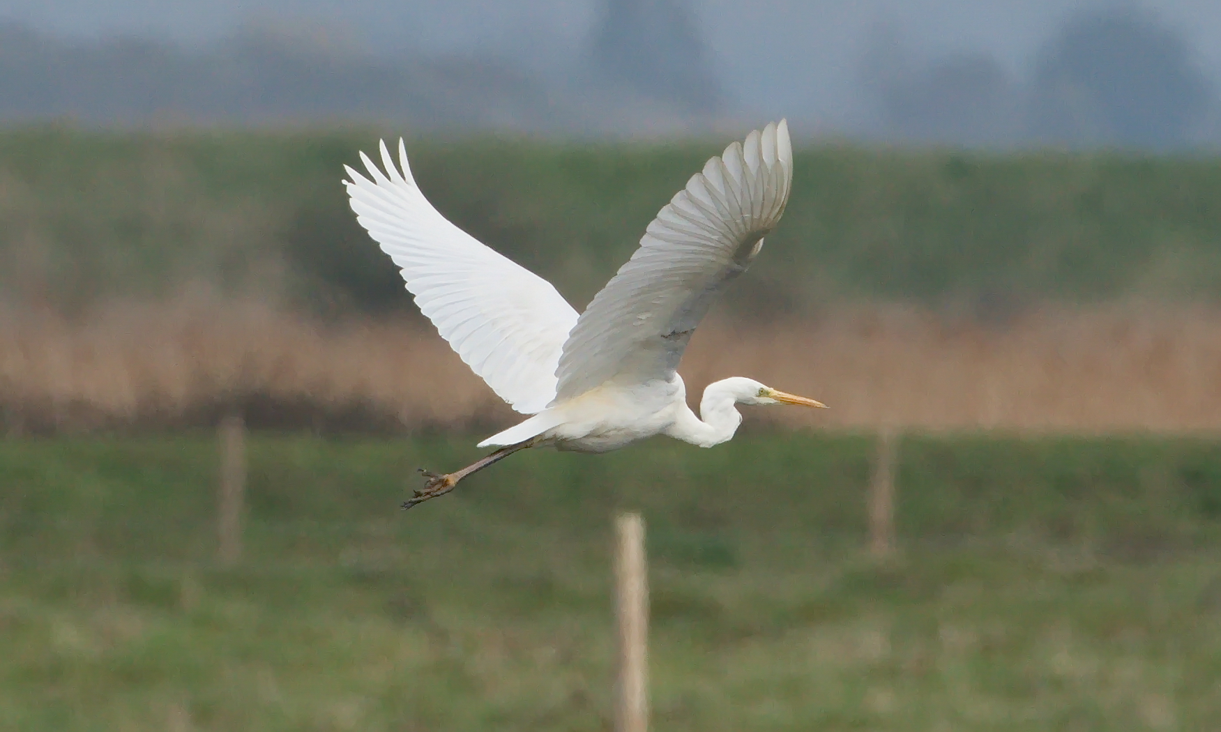 Details : Great Egret - BirdGuides
