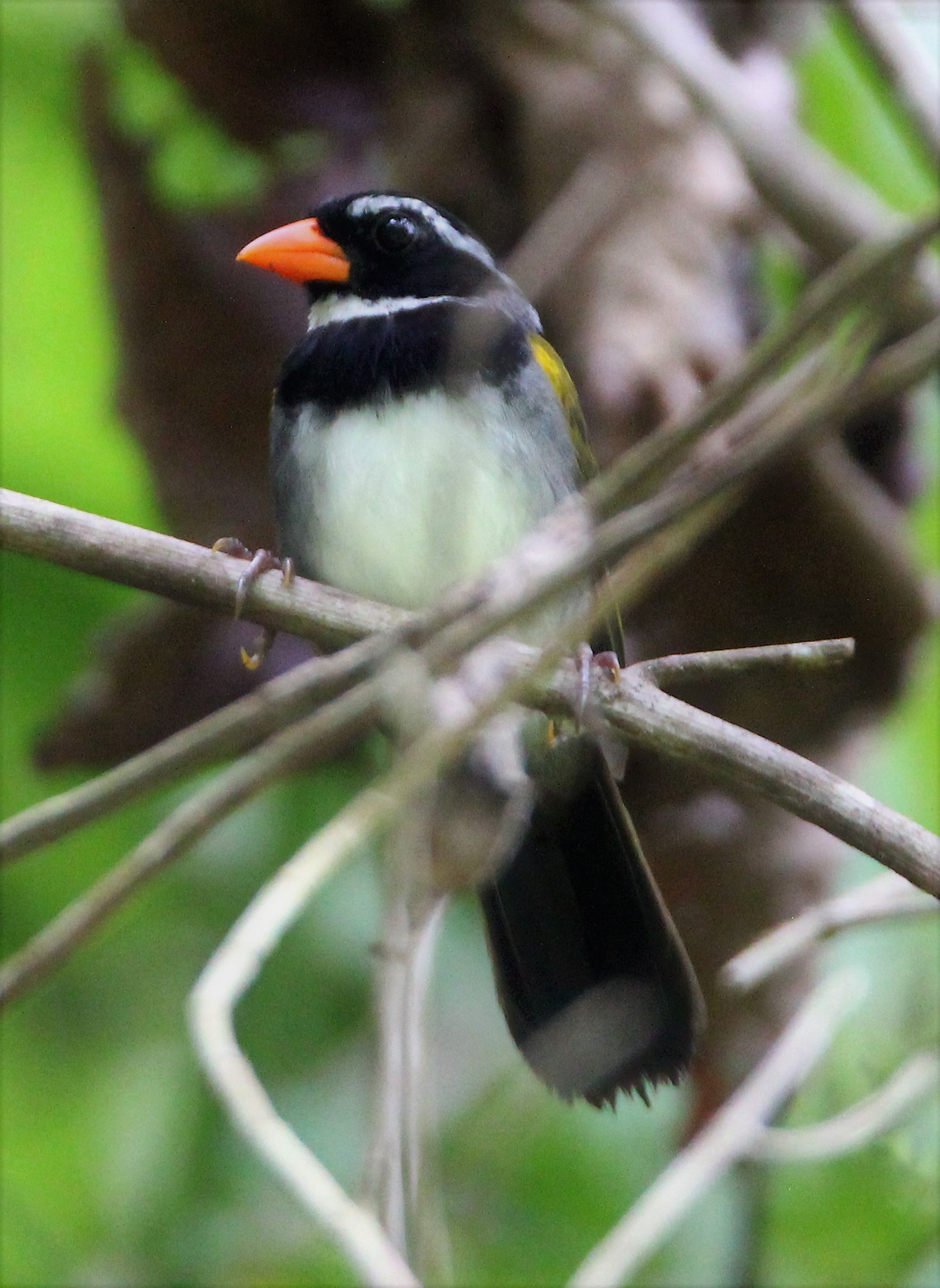 Orange-billed Sparrow by Phil Ellis - BirdGuides