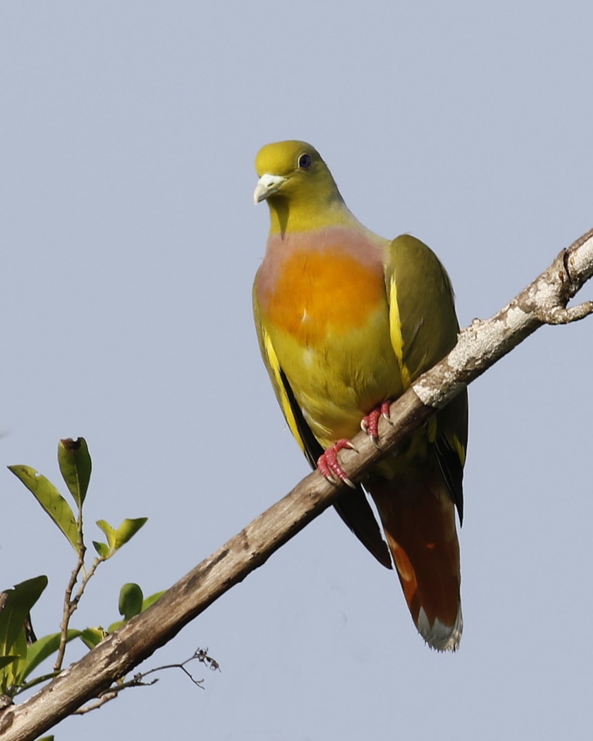 Orange-breasted Green Pigeon by Chris Rose - BirdGuides