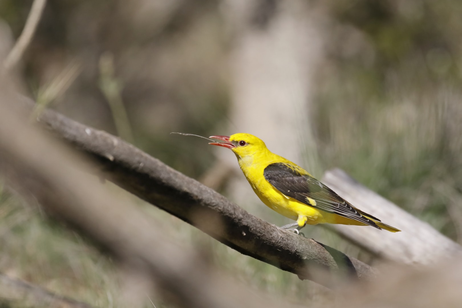 Golden Oriole by Colin Bradshaw - BirdGuides