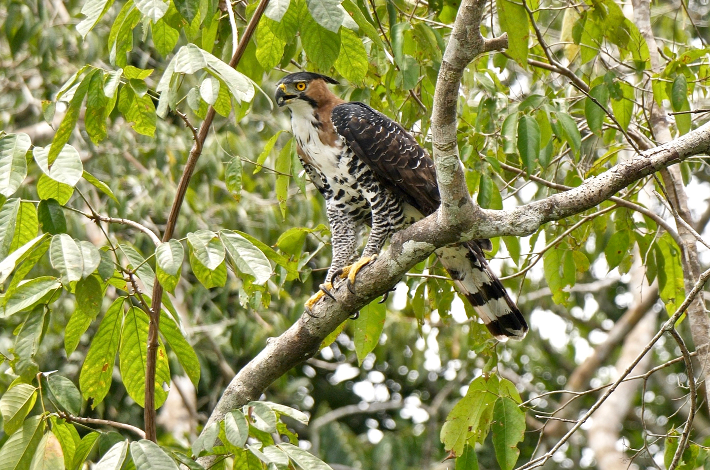 Details : Ornate Hawk-Eagle - BirdGuides