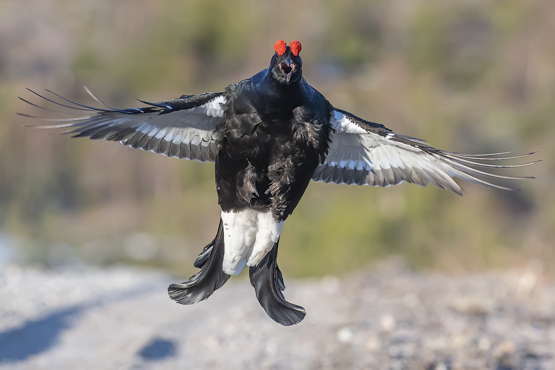 Black Grouse by Angus Thomson - BirdGuides