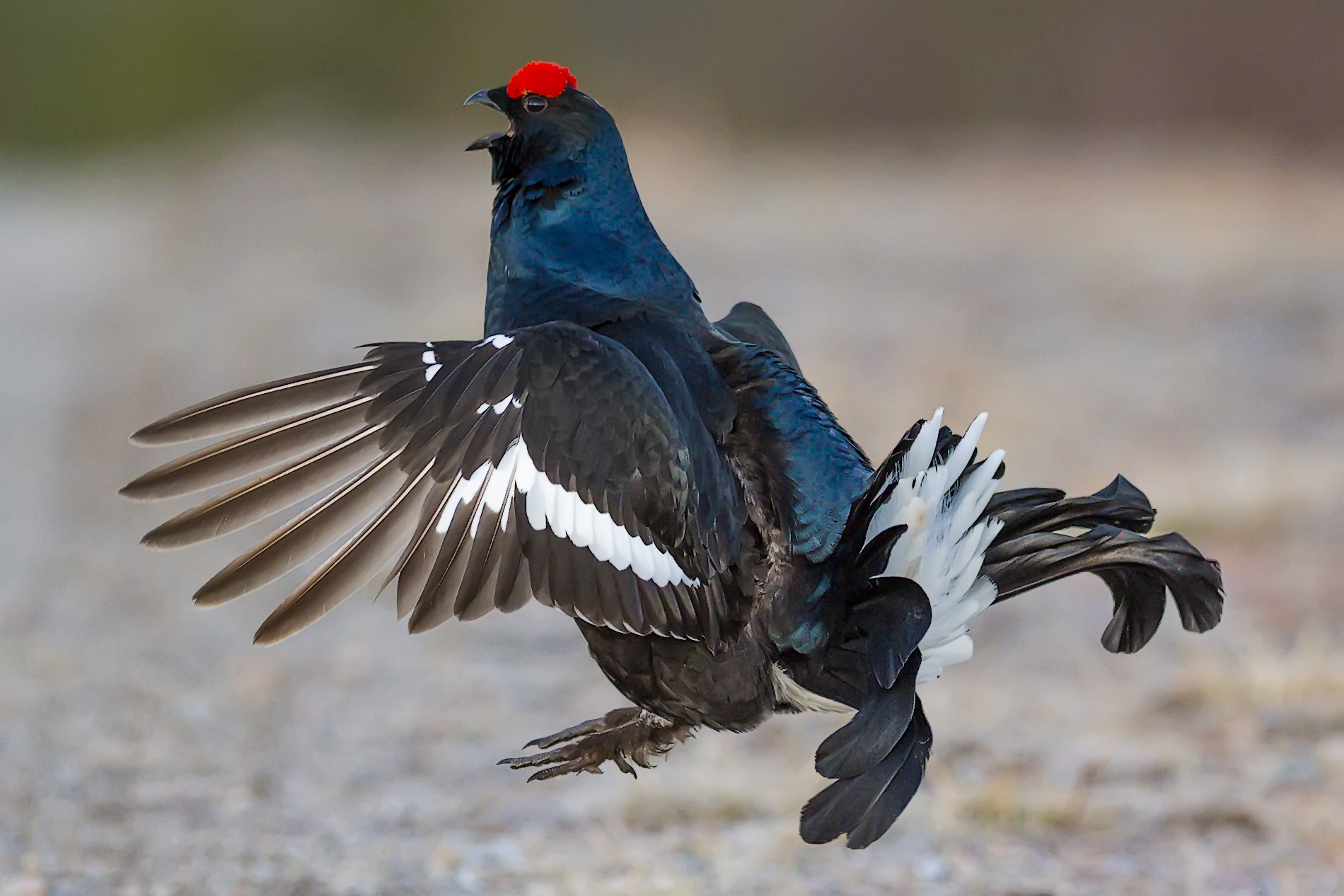 Habitat restoration leads to Black Grouse population increase - BirdGuides