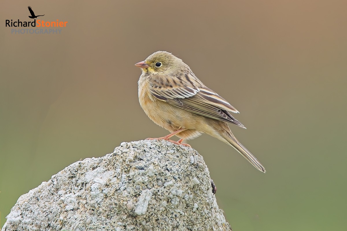 Ortolan Bunting by Richard Stonier - BirdGuides