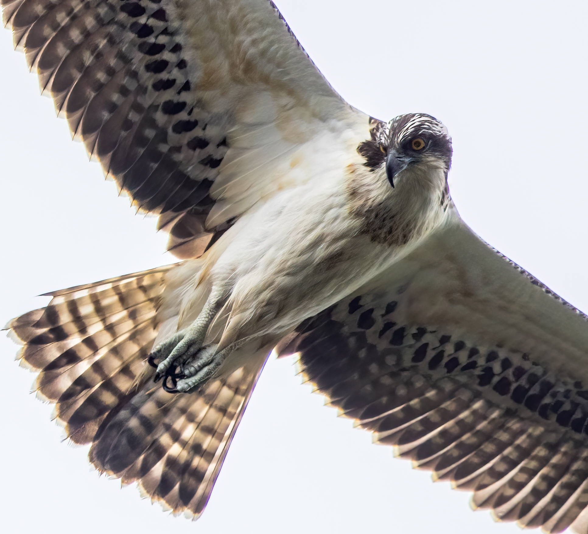 Osprey by Peter Garrity - BirdGuides