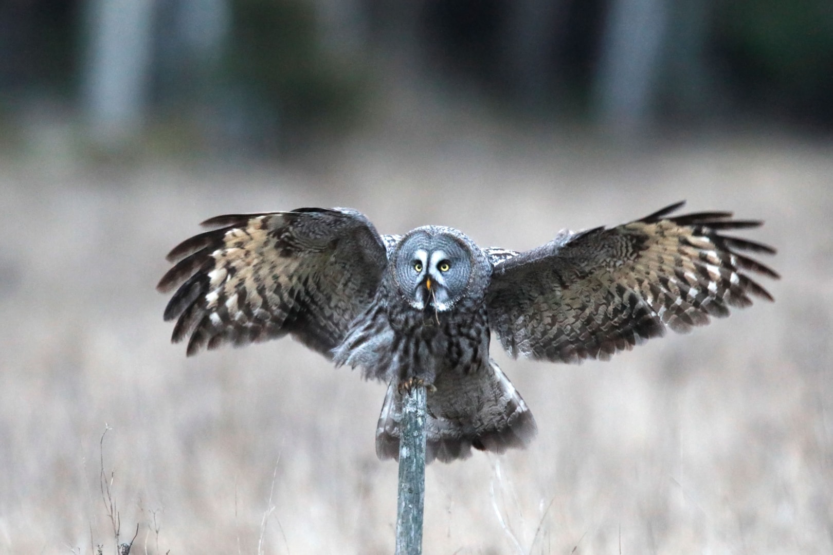 Great Grey Owl by Colin Bradshaw - BirdGuides