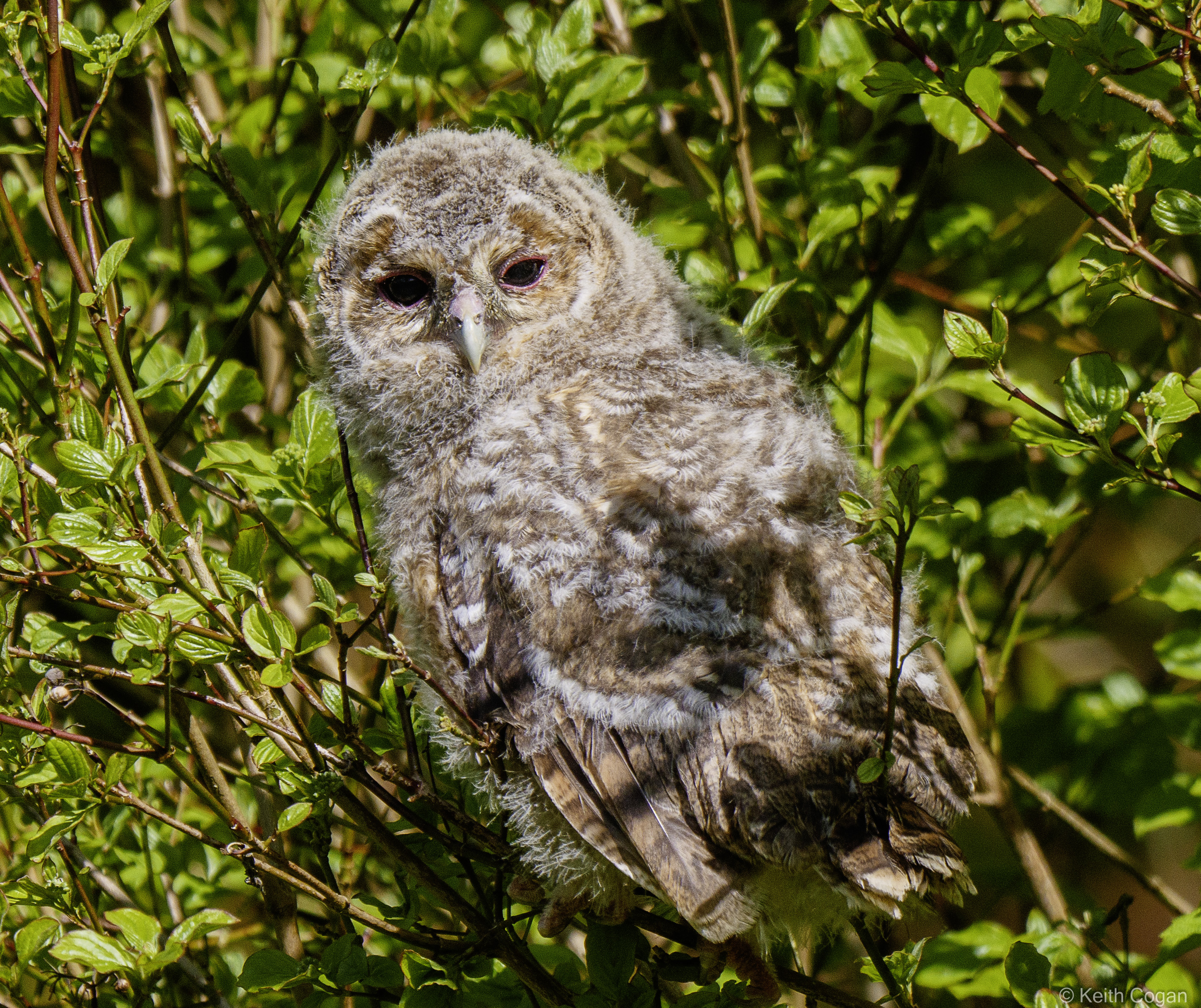 Tawny Owl by Keith Cogan - BirdGuides