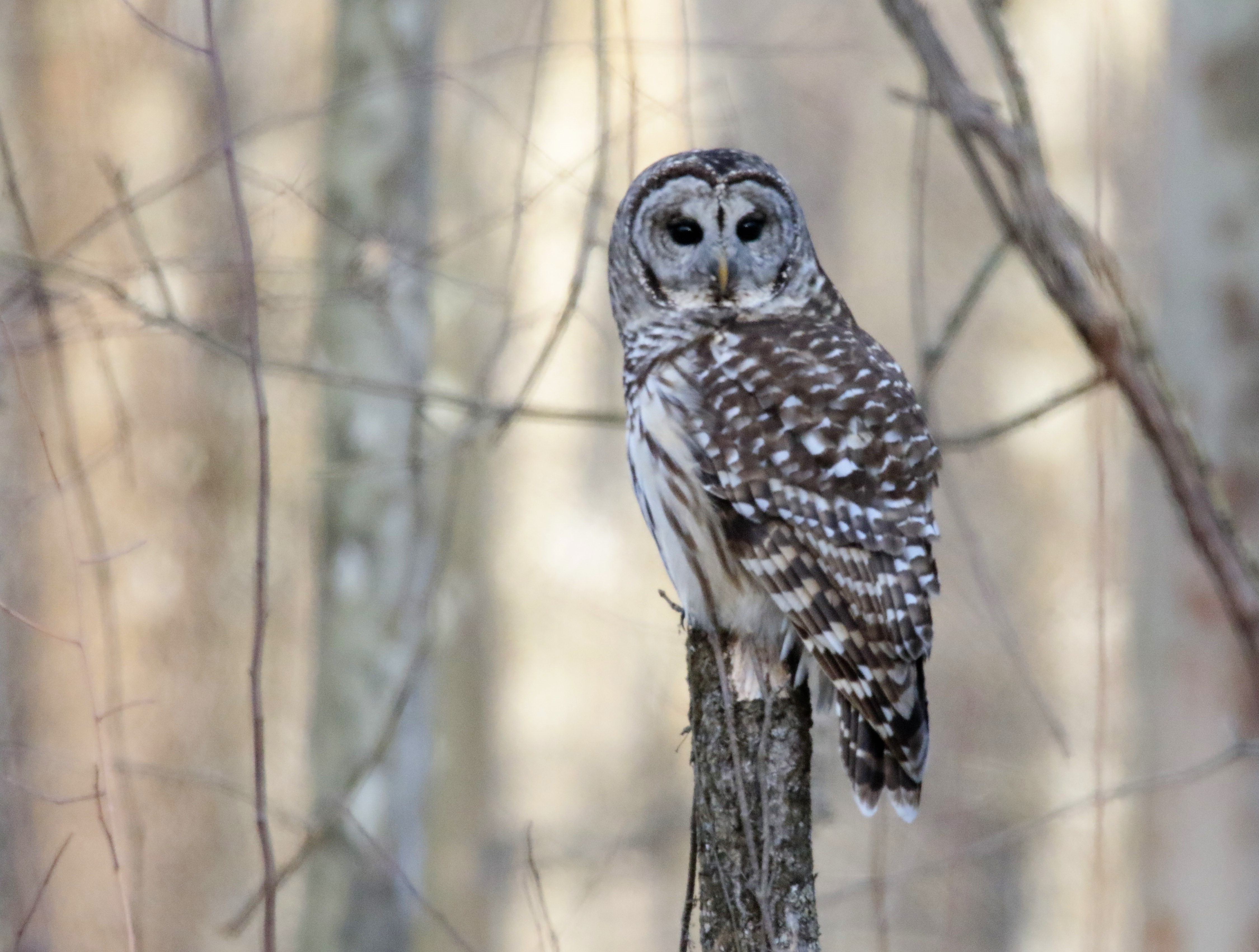 Details : Barred Owl - BirdGuides