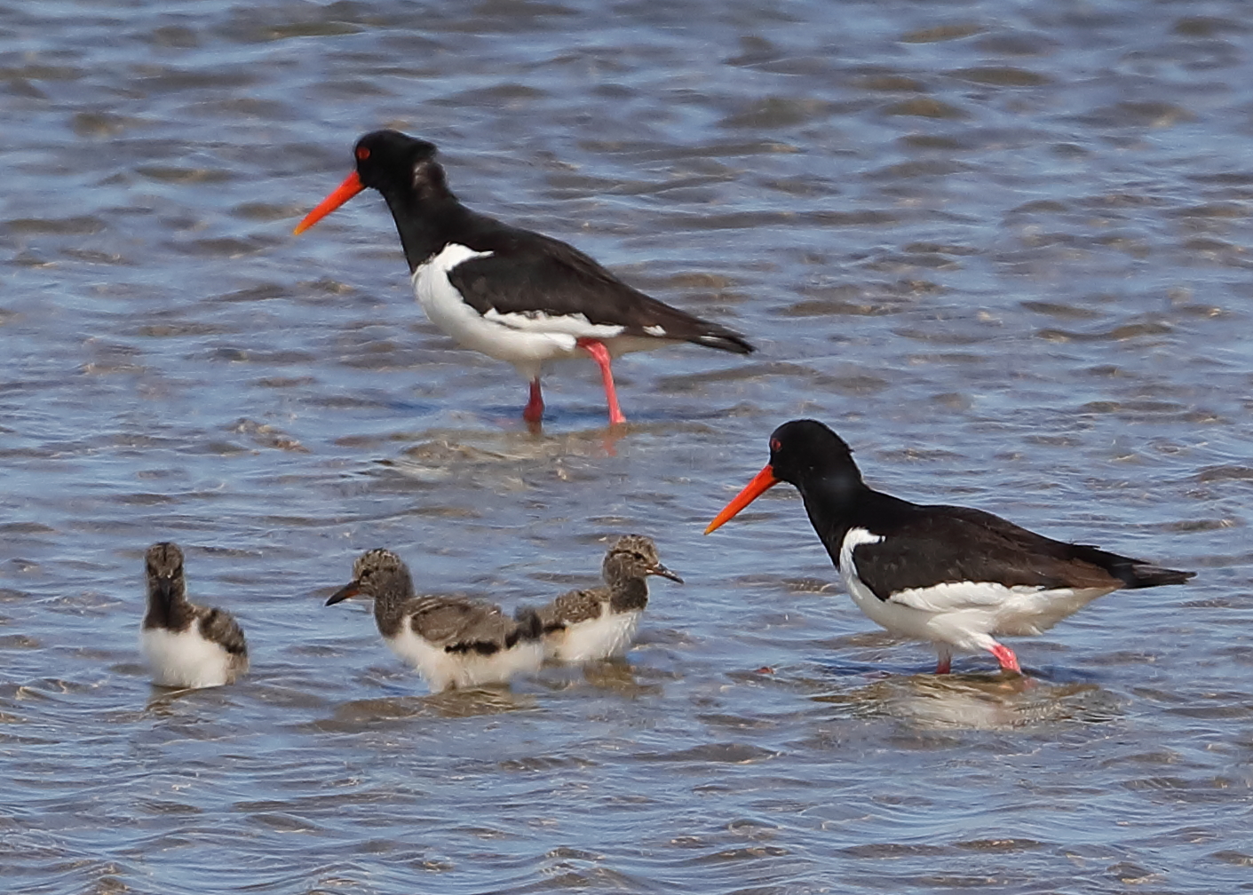 Solent's breeding birds to be given helping hand - BirdGuides