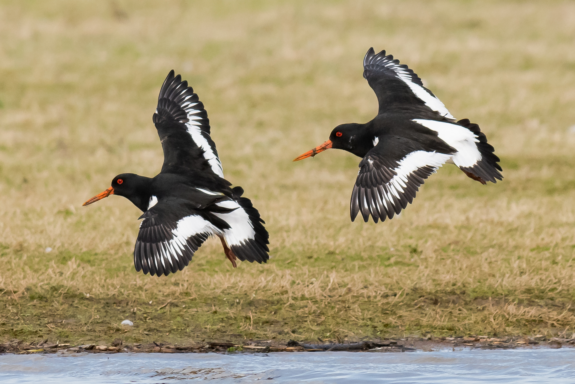 Eurasian Oystercatcher by Geoff Snowball - BirdGuides