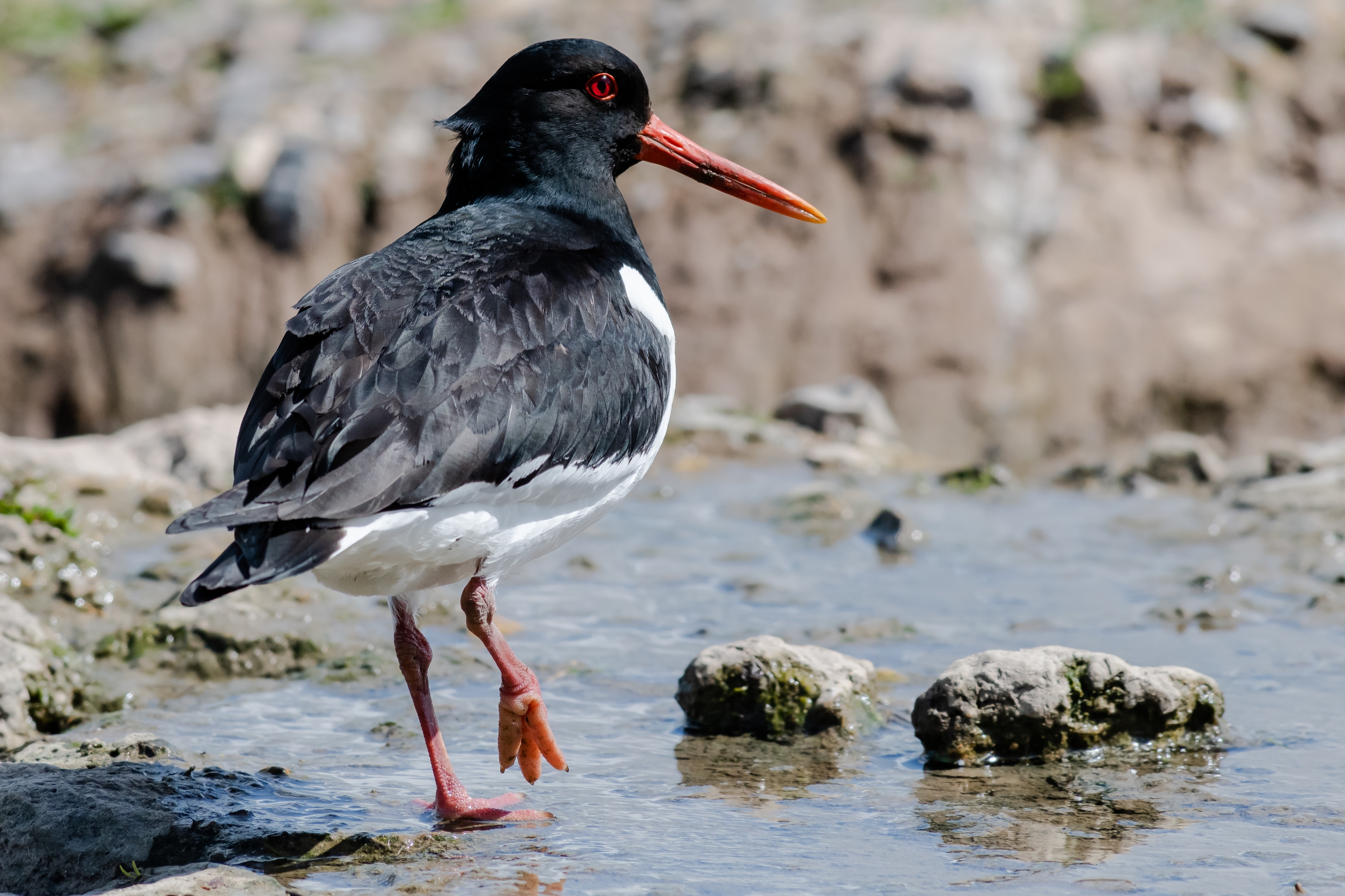 Eurasian Oystercatcher by Geoff Snowball - BirdGuides