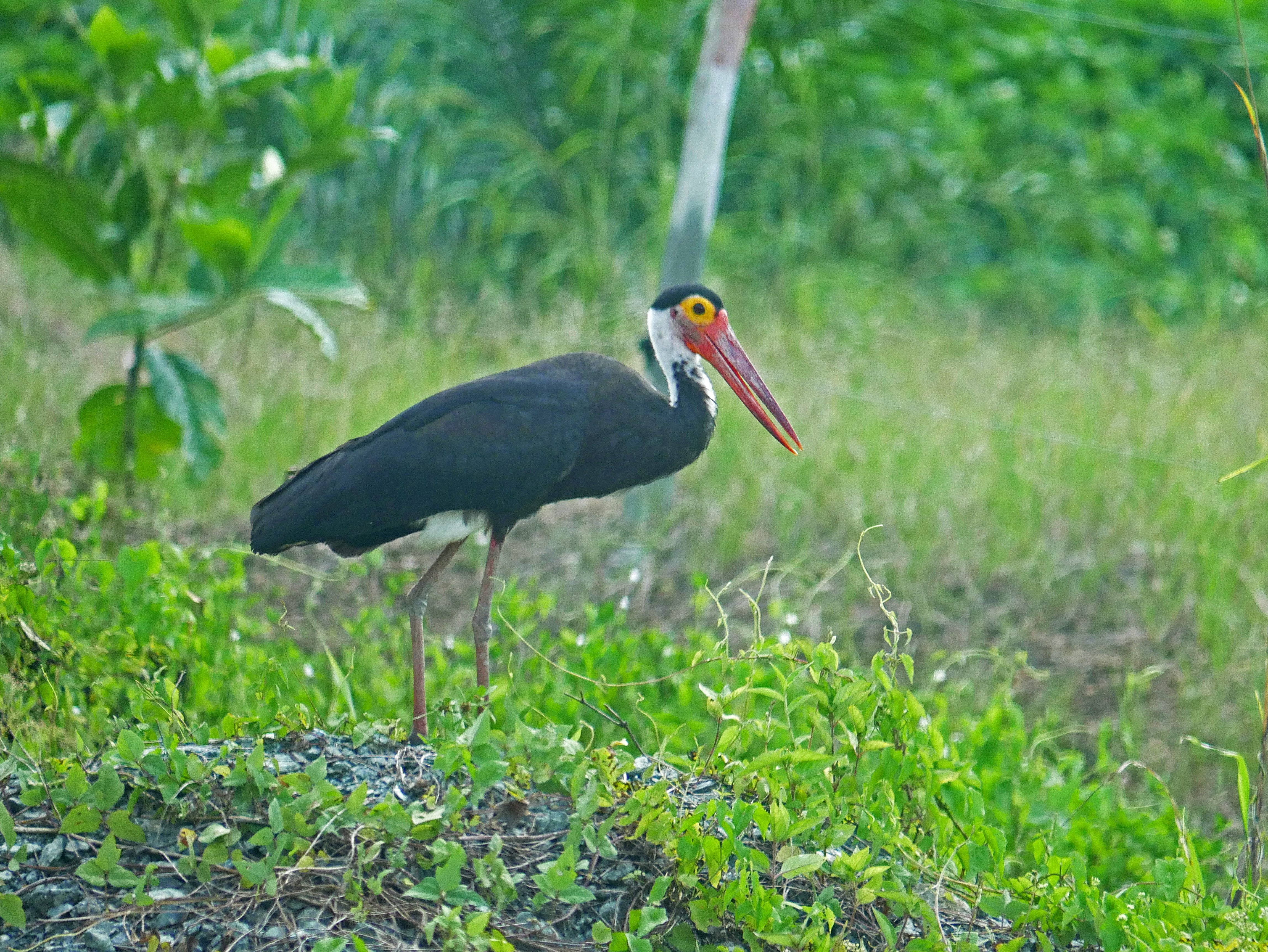Details : Storm's Stork - BirdGuides