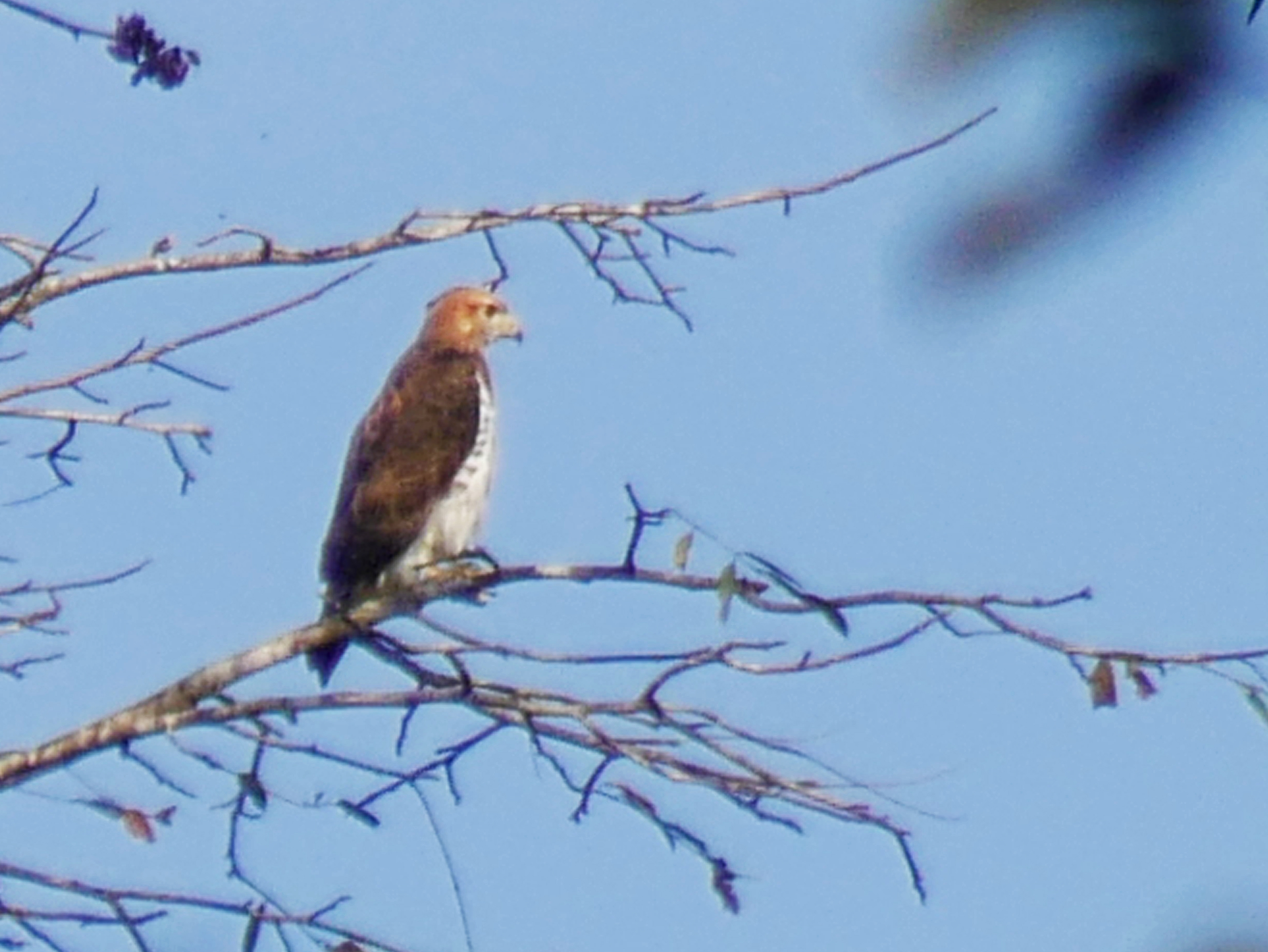Details : Red-necked Buzzard - BirdGuides