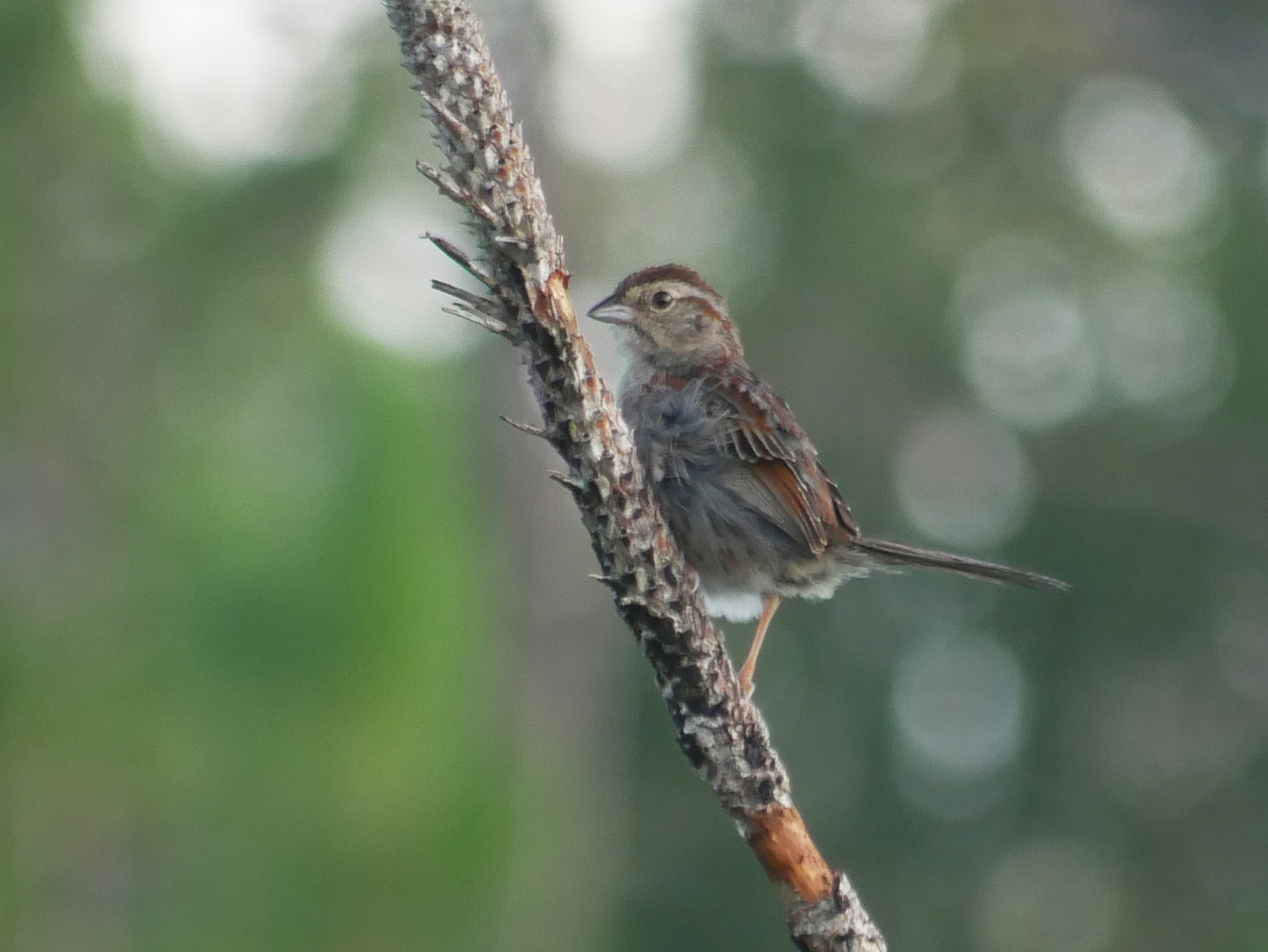 Details : Bachman's Sparrow - BirdGuides