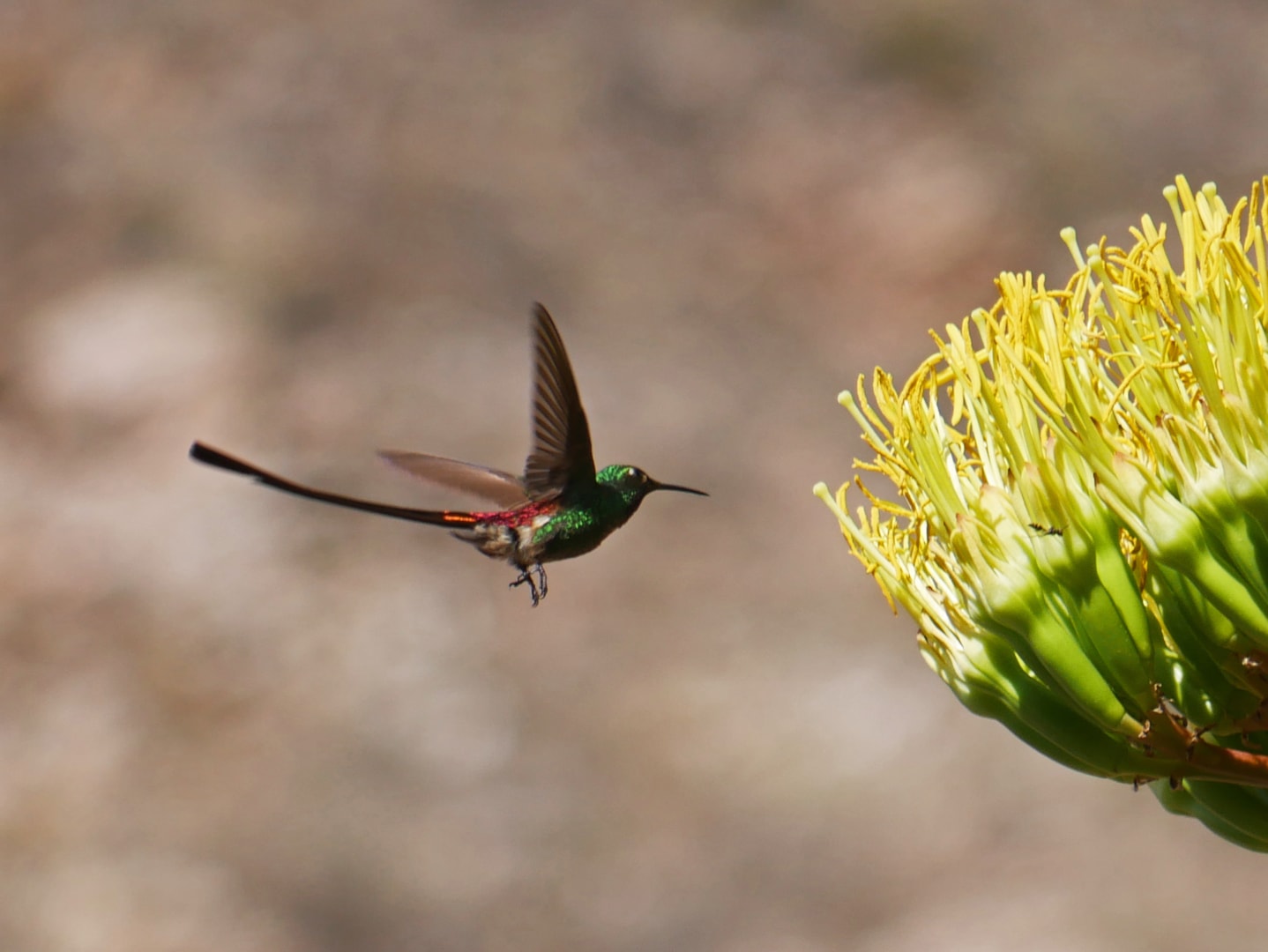 Red-tailed Comet by Colin Drake - BirdGuides