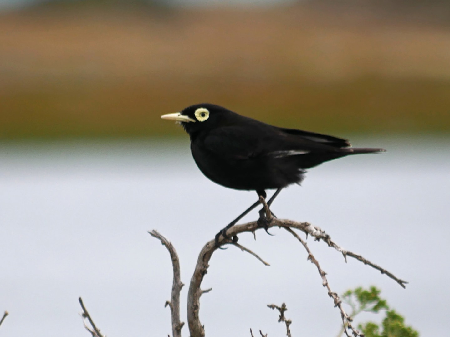 Spectacled Tyrant by Colin Drake - BirdGuides