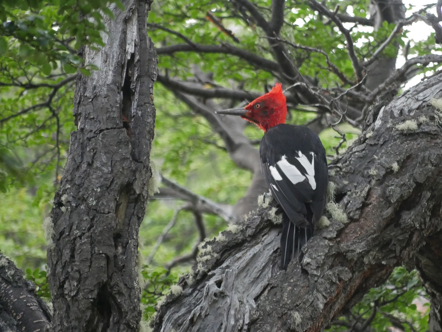 Magellanic Woodpecker by Colin Drake - BirdGuides
