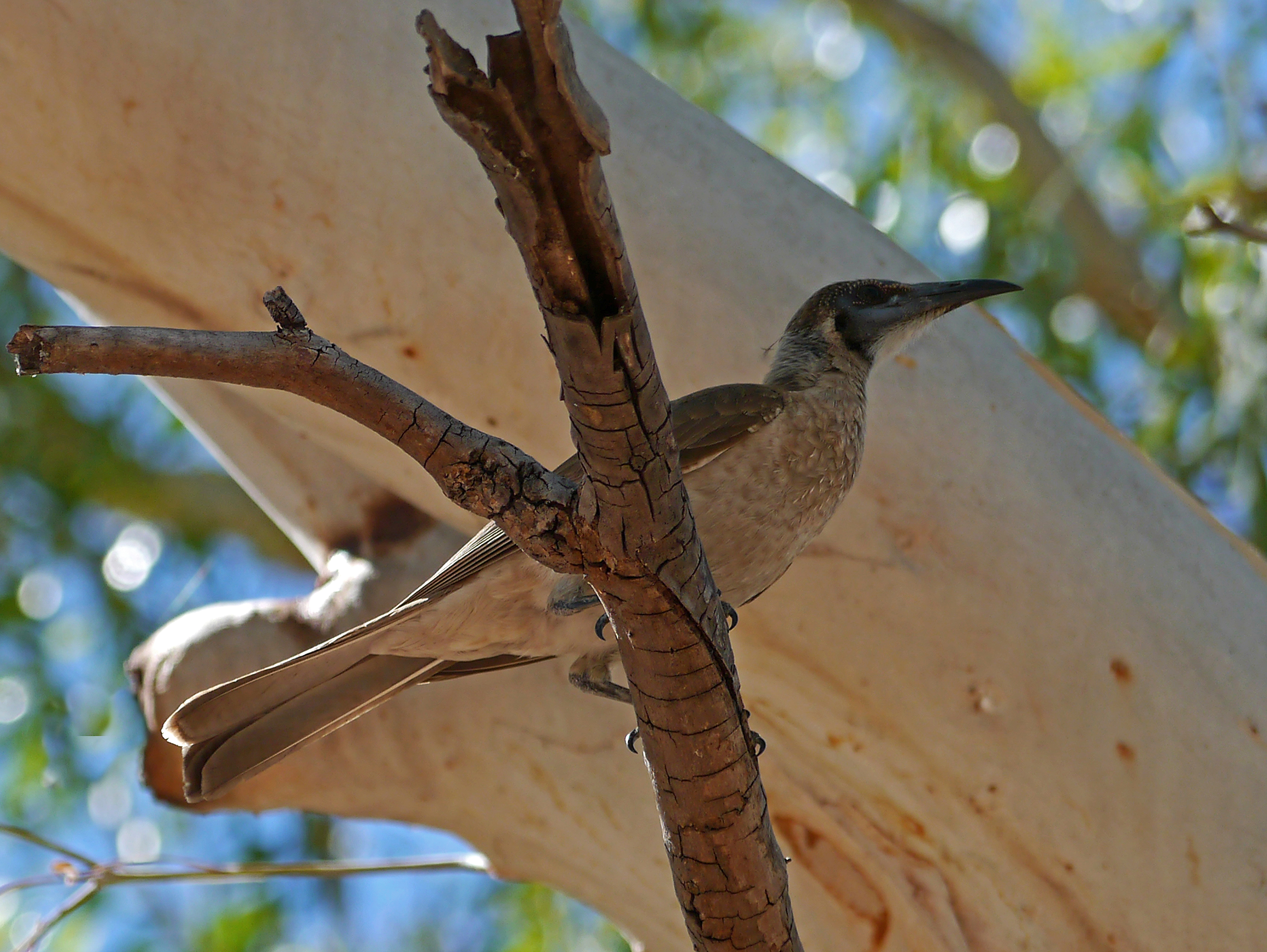 Details : Helmeted Friarbird - BirdGuides