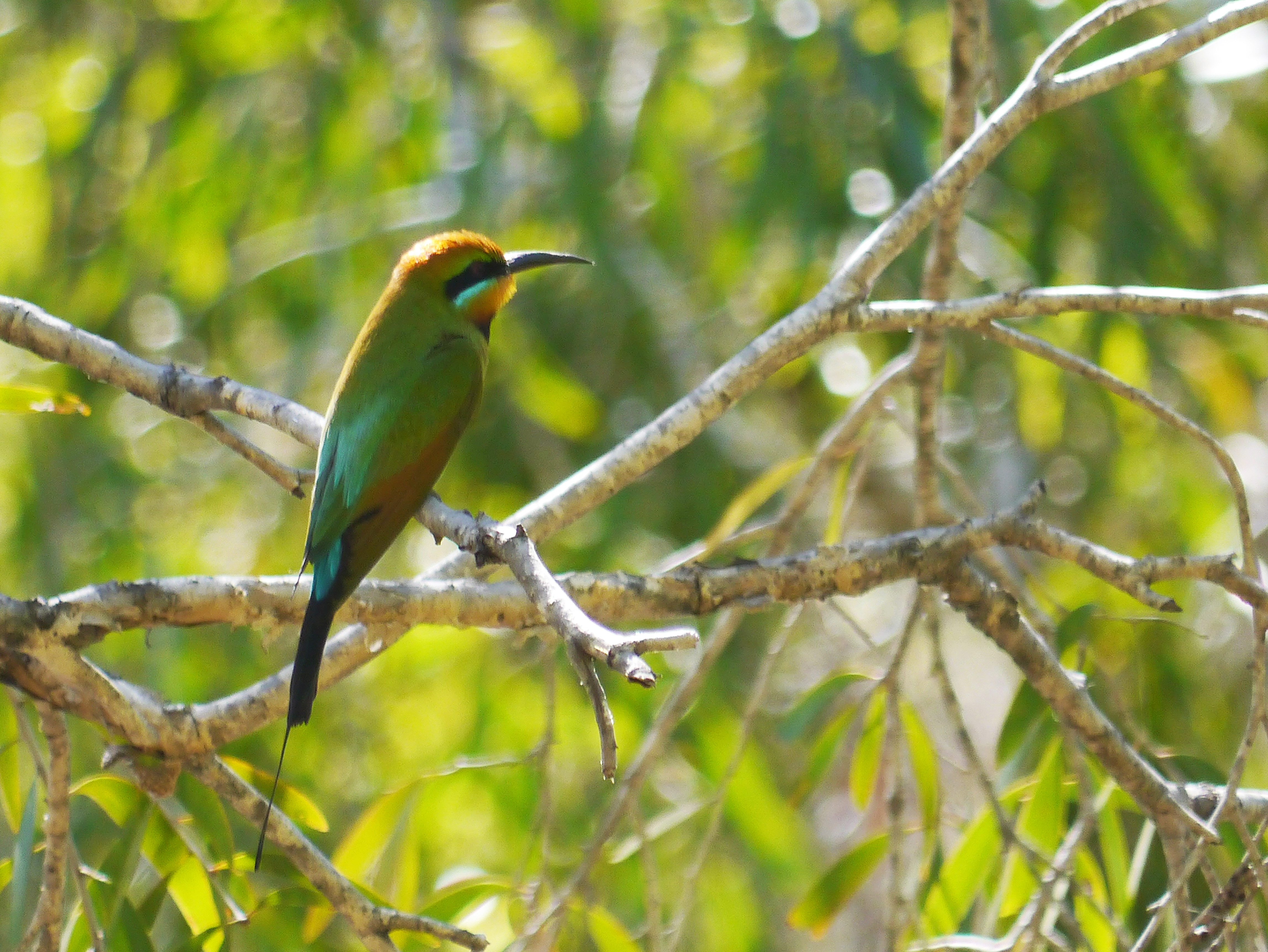 Details : Rainbow Bee-eater - BirdGuides