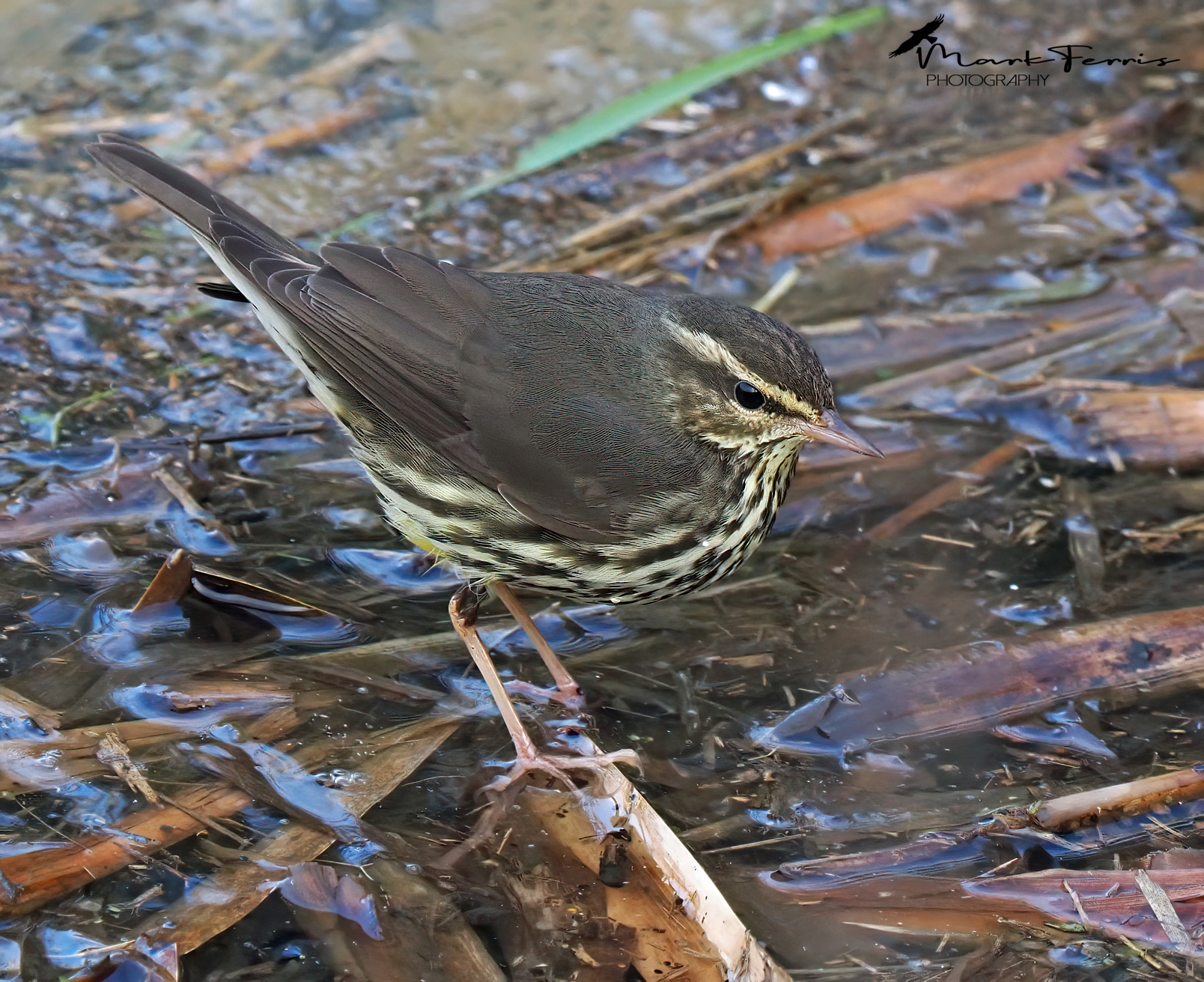 Northern Waterthrush by Mark ferris - BirdGuides