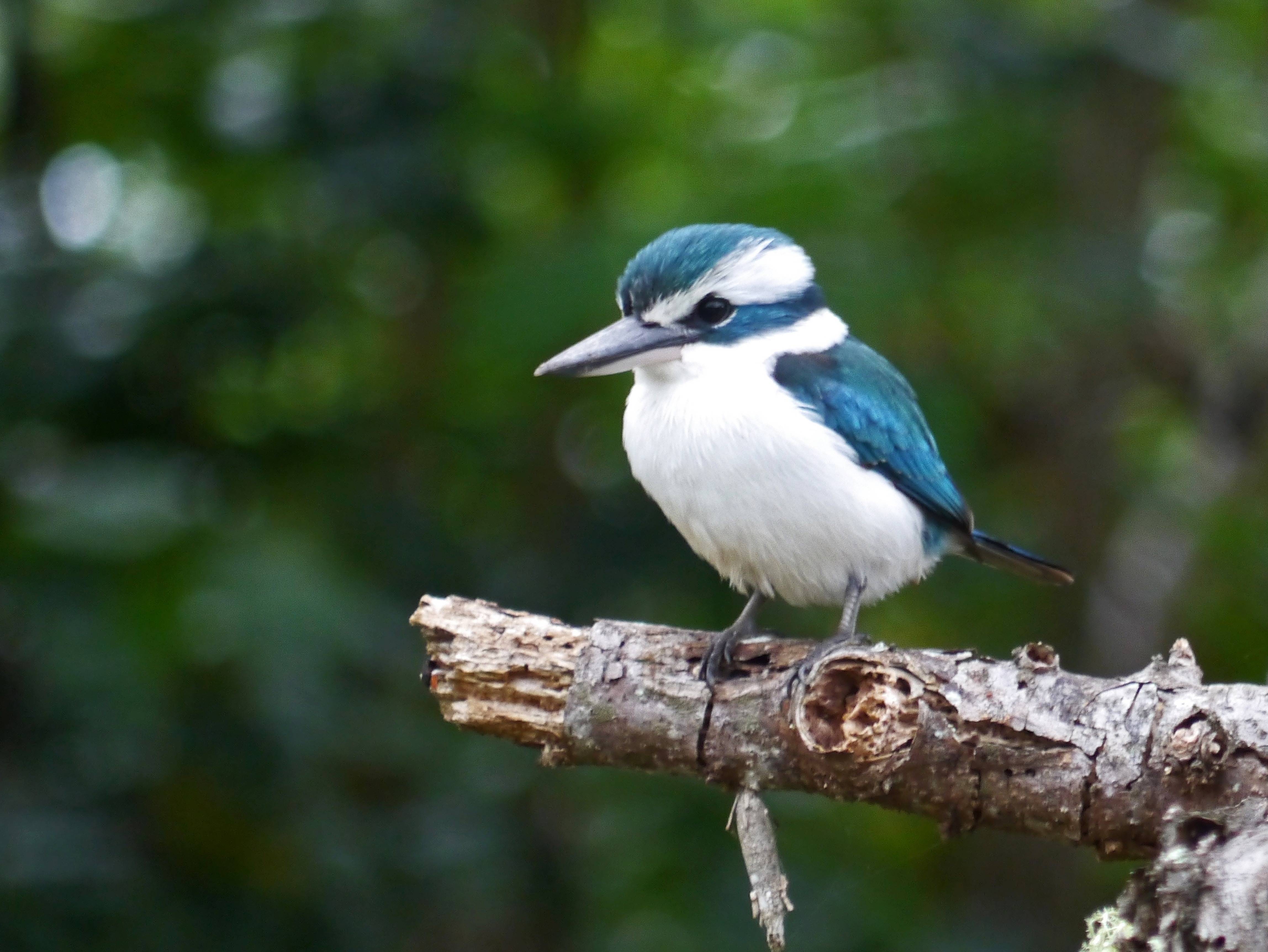Details : Pacific Kingfisher - BirdGuides