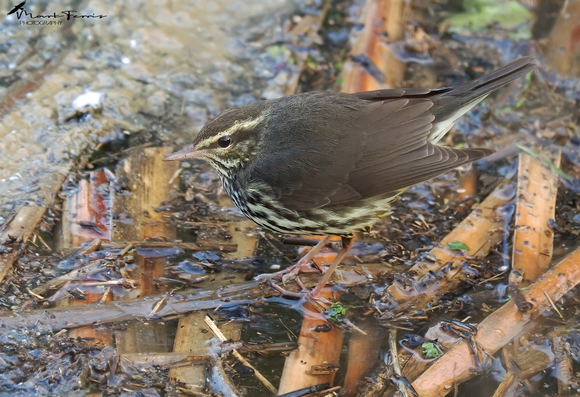 Northern Waterthrush by Mark ferris - BirdGuides