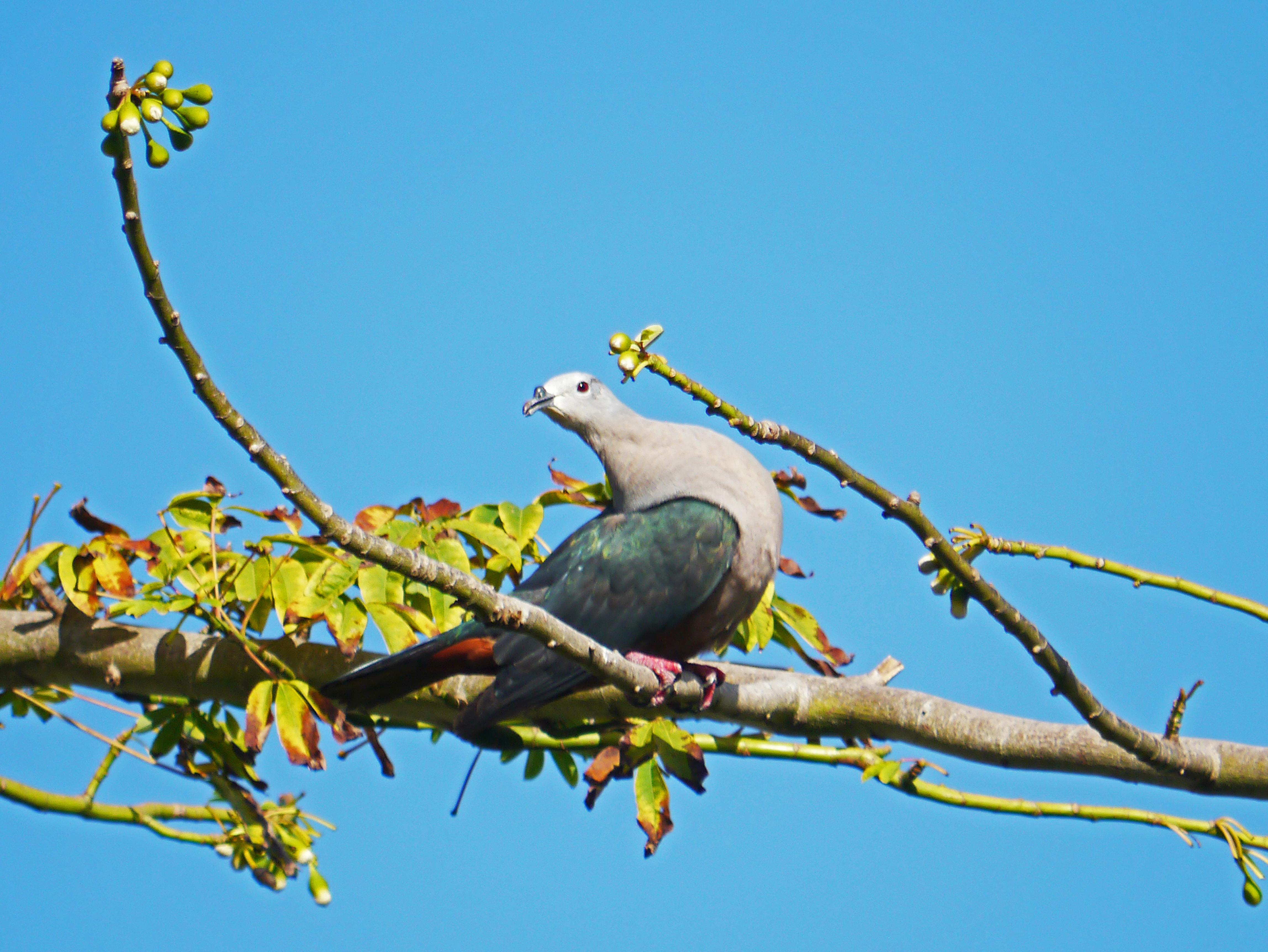 Details : Pacific Imperial Pigeon - BirdGuides