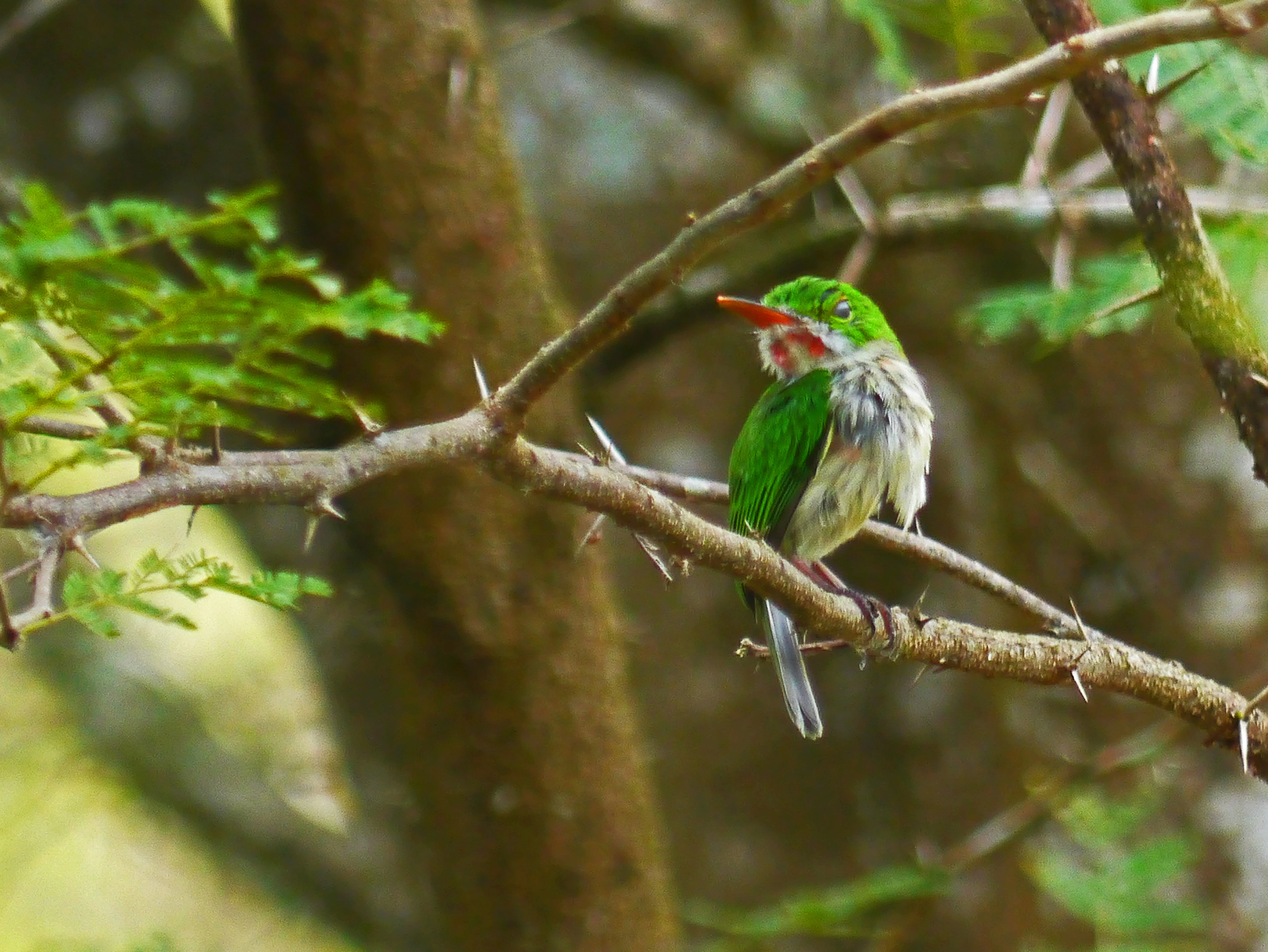 Details : Broad-billed Tody - BirdGuides