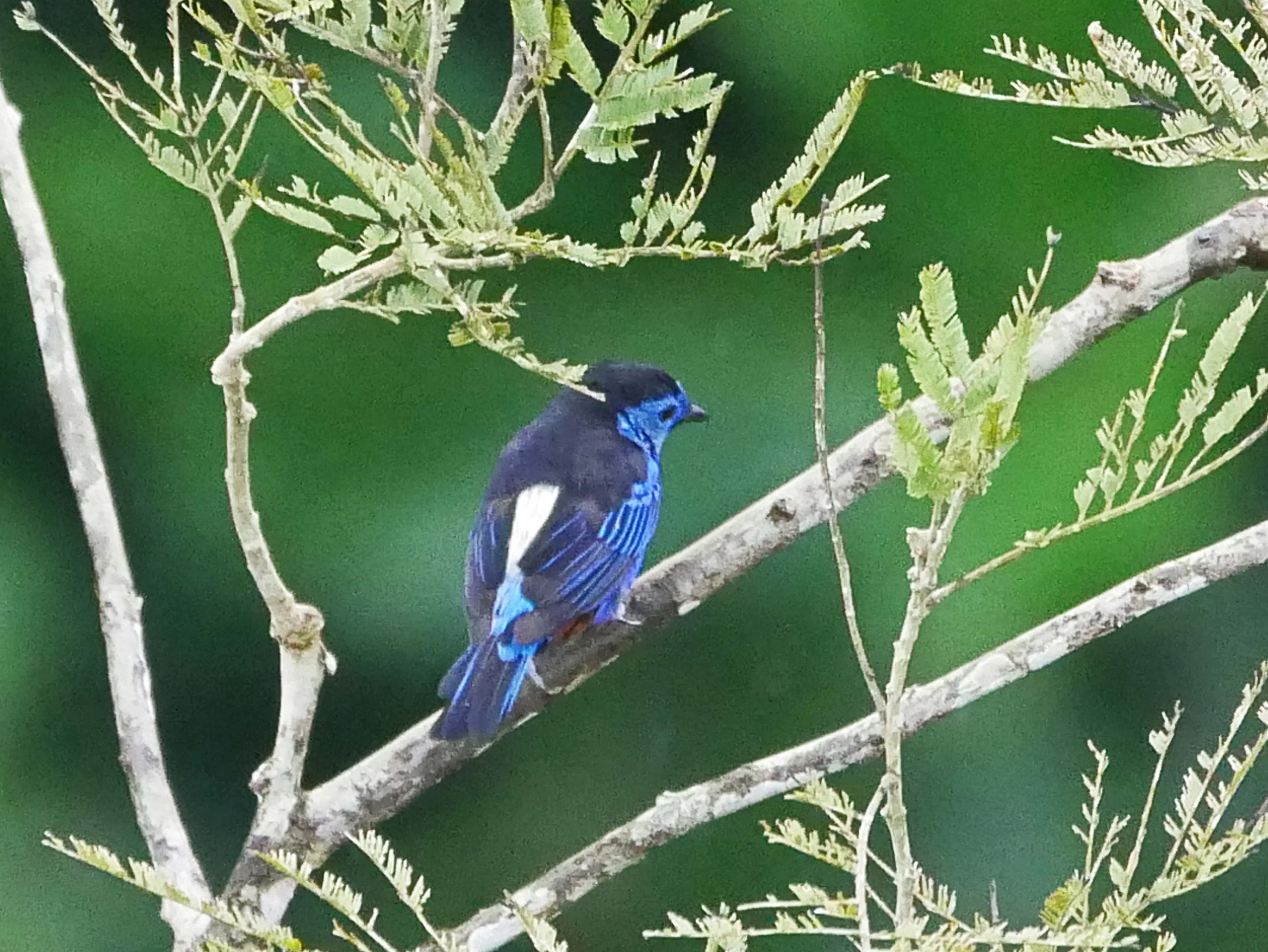 Details : Opal-rumped Tanager - BirdGuides