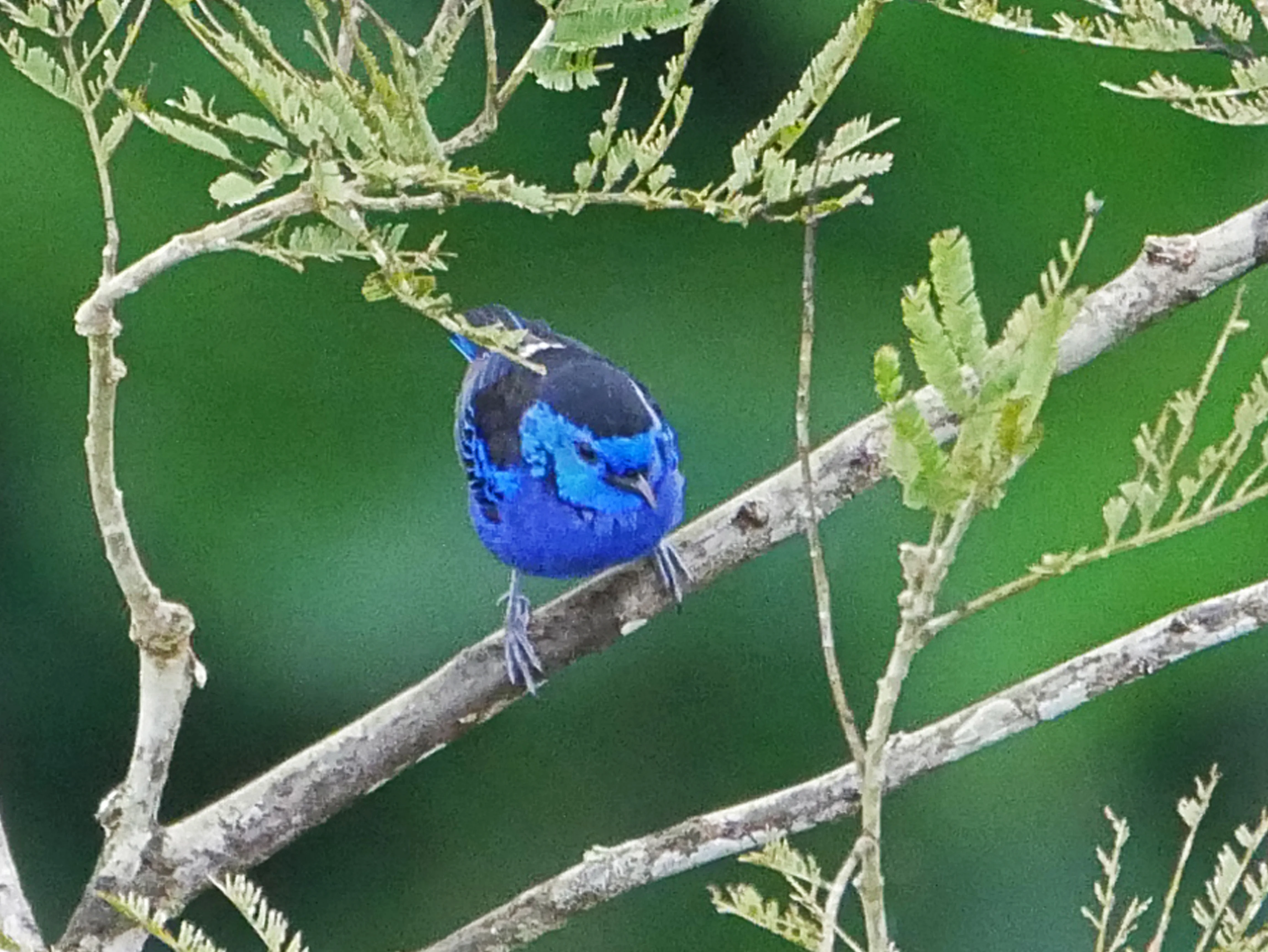 Details : Opal-rumped Tanager - BirdGuides
