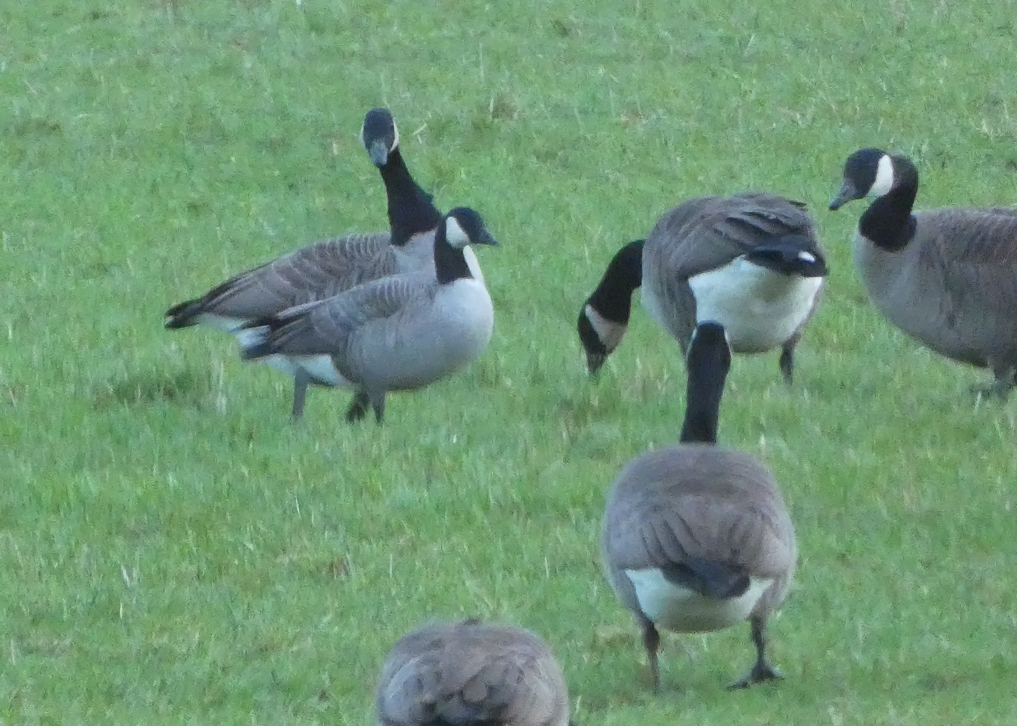 Richardson's Cackling Goose by Matthew Broadbent - BirdGuides