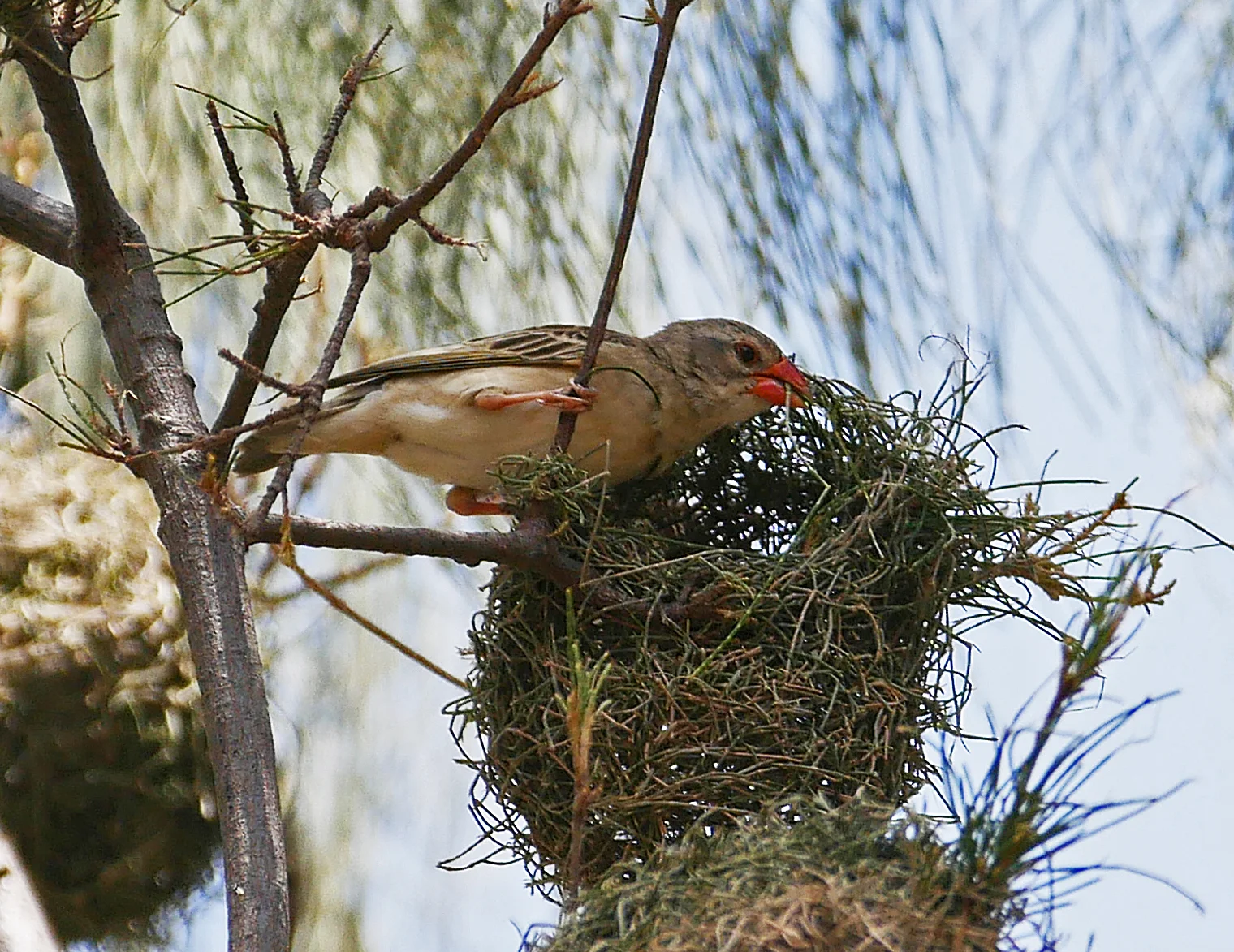 Details : Red-billed Quelea - BirdGuides