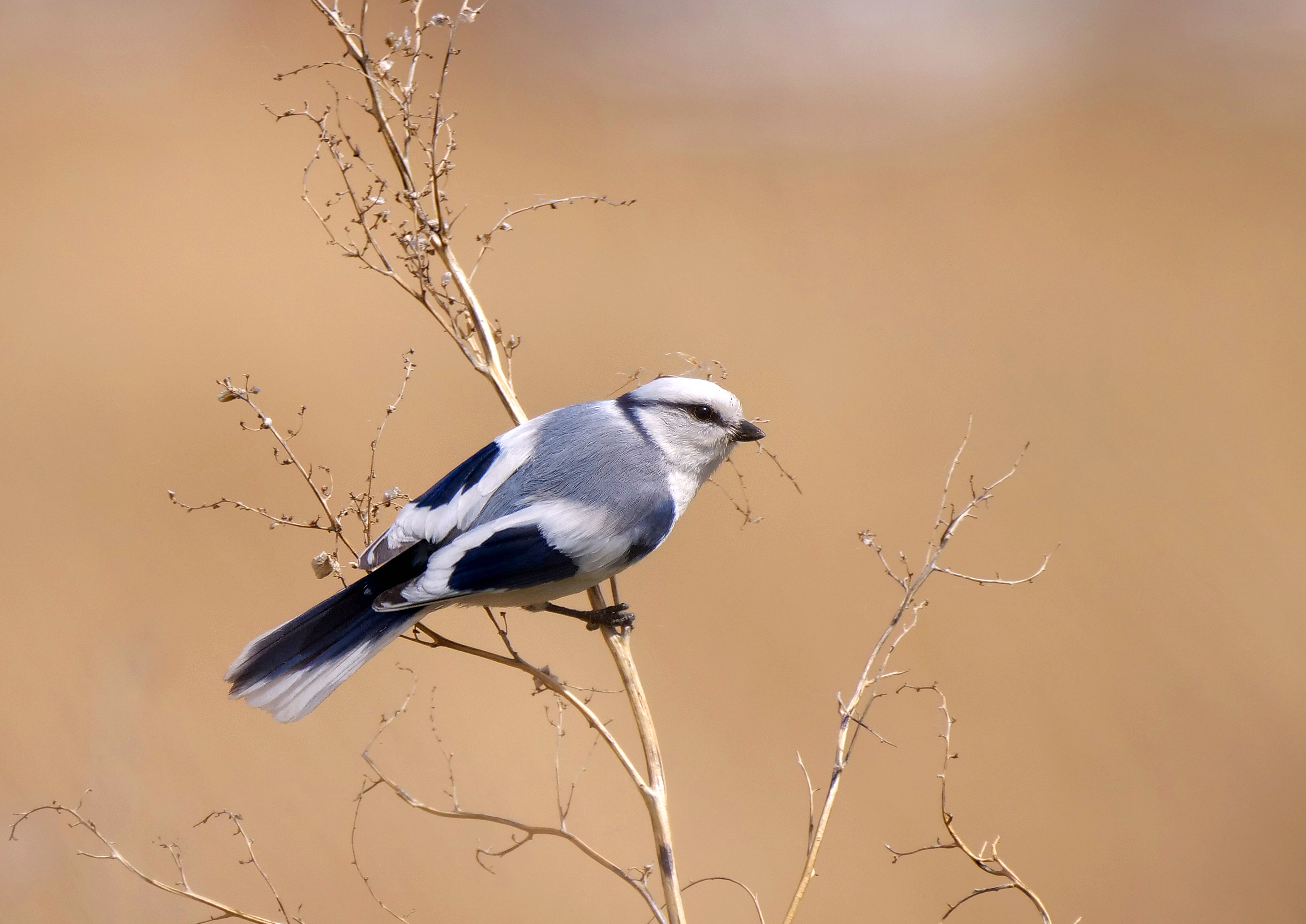 Details : Azure Tit - BirdGuides