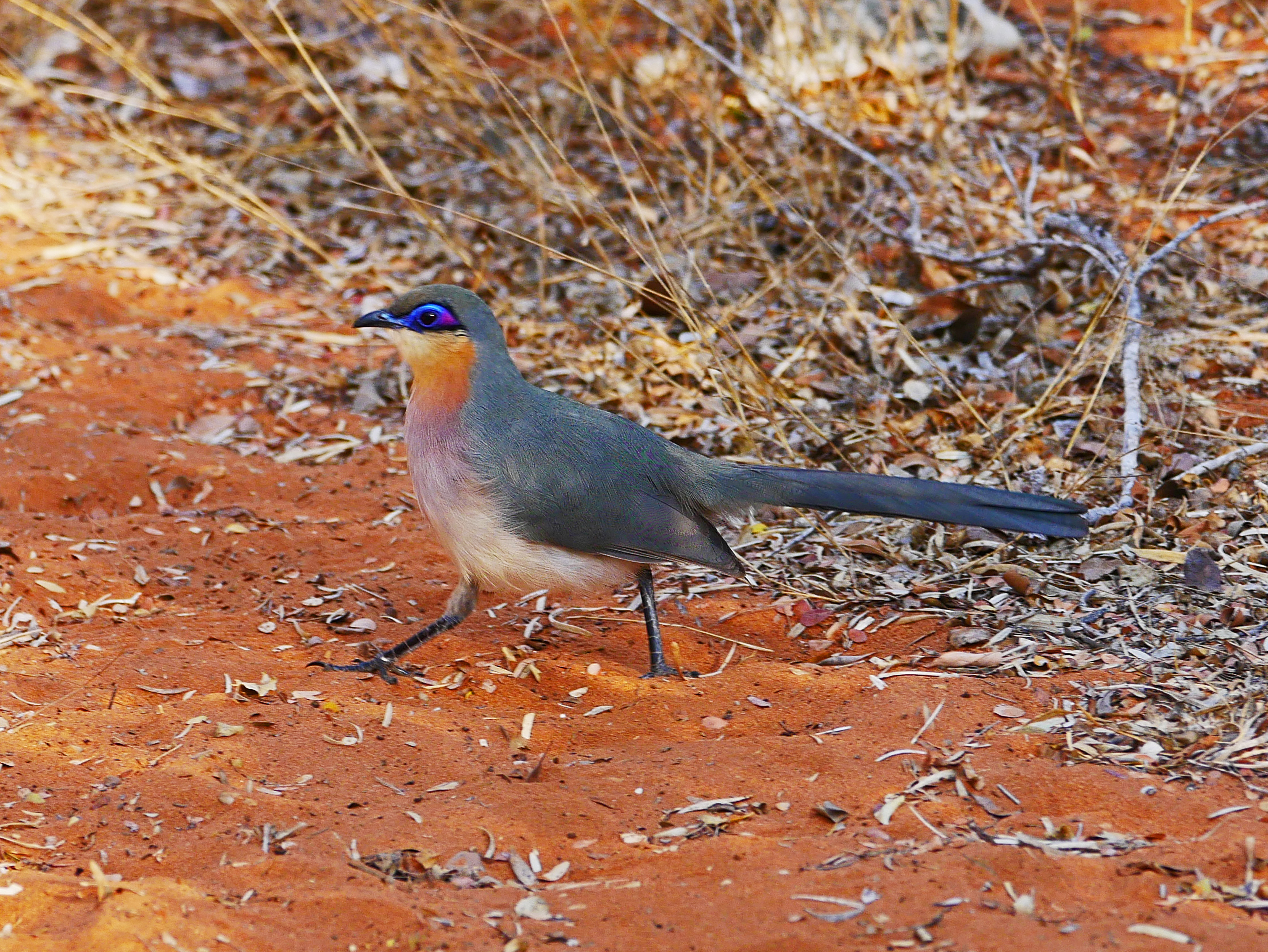 Running Coua by Colin Drake - BirdGuides