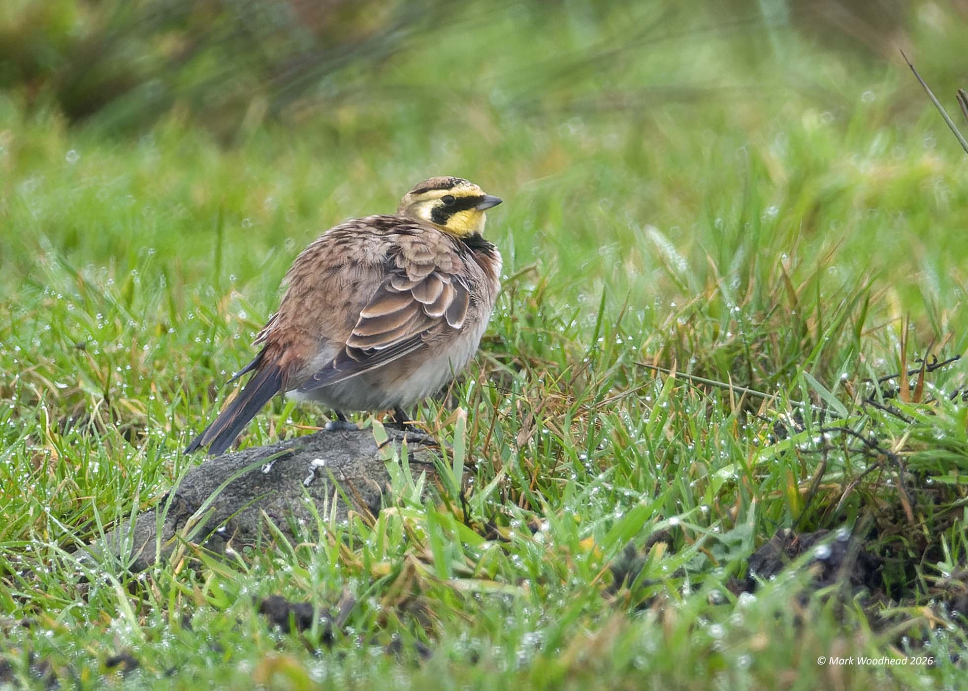 Shore Lark by Mark Woodhead - BirdGuides
