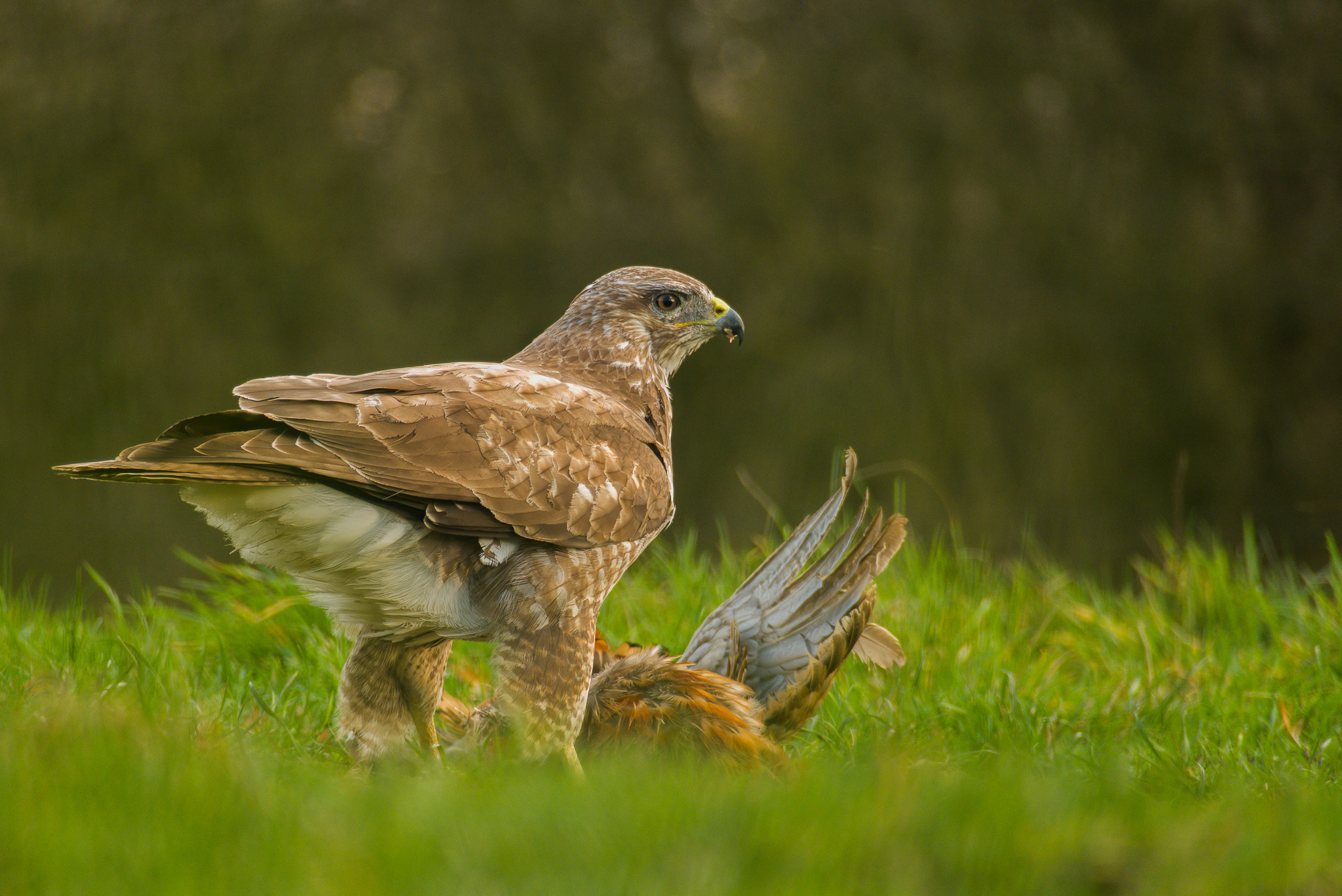 Common Buzzard by James Fennel - BirdGuides