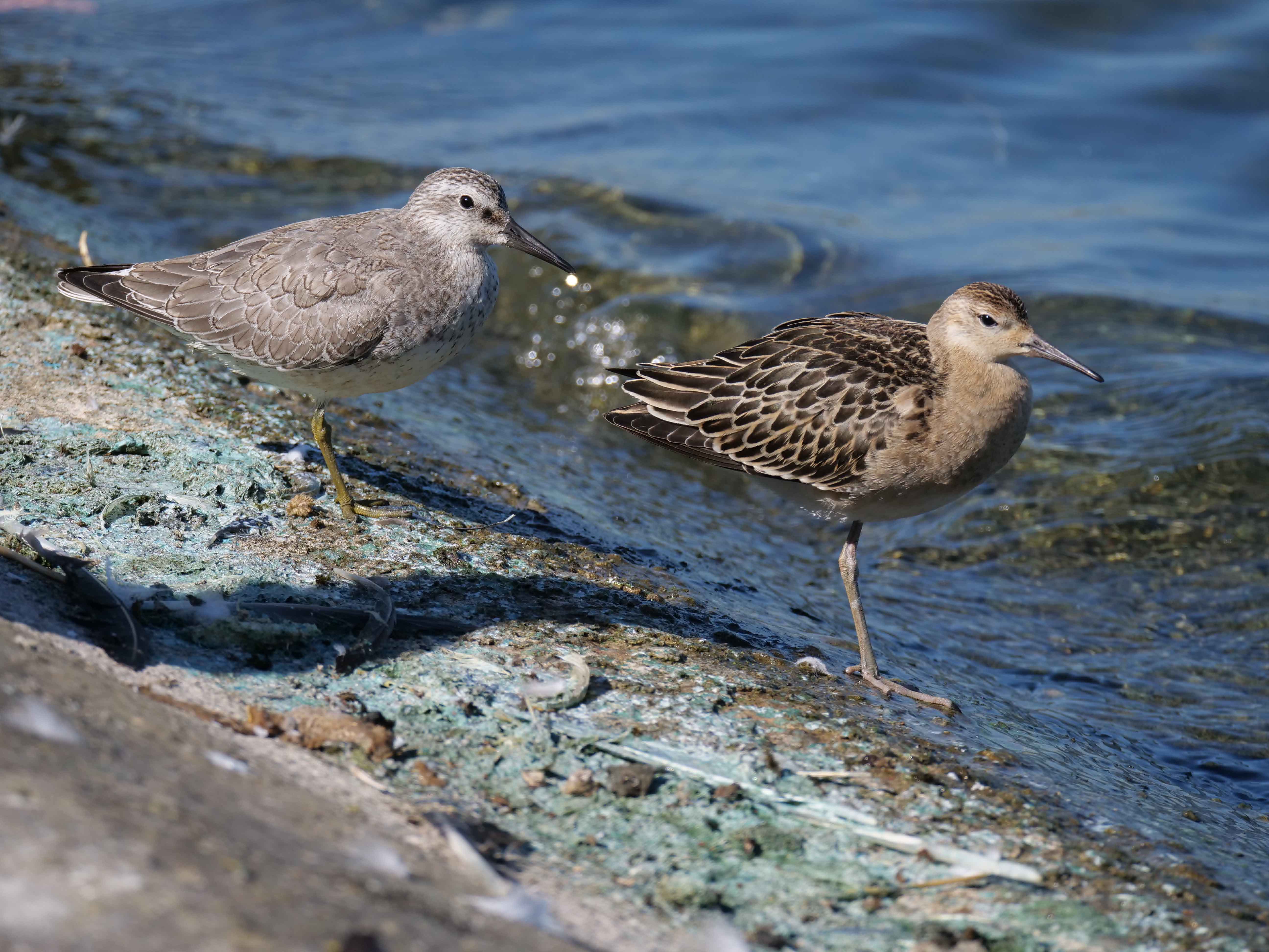 Ruff by Mike Pollard - BirdGuides