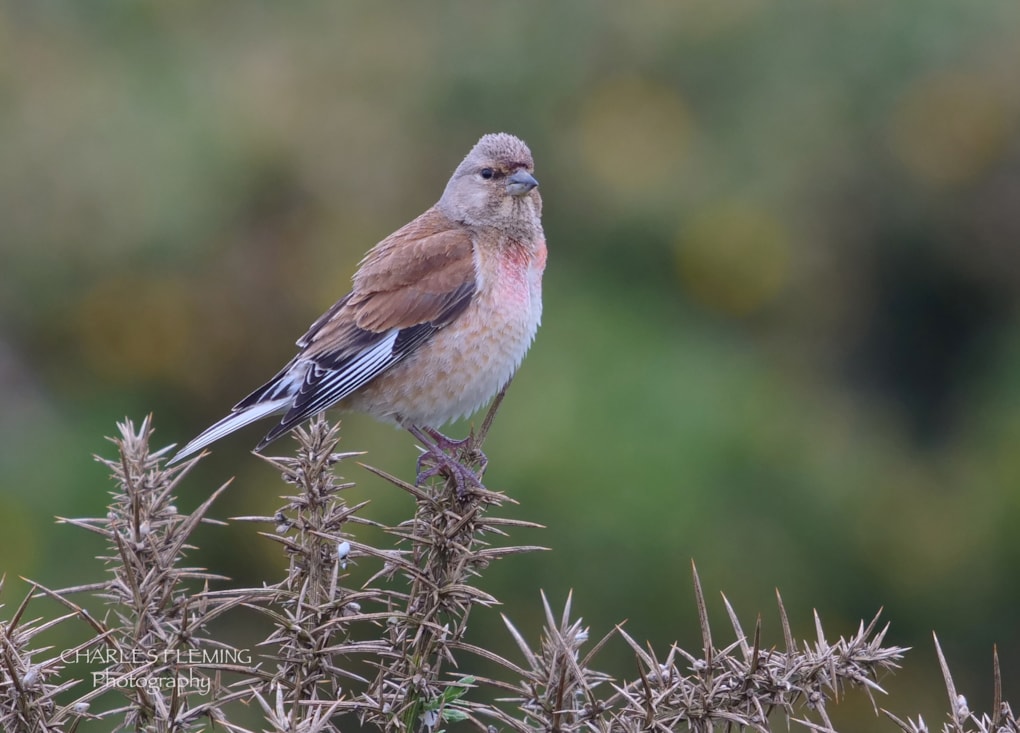 Common Linnet by Charlie Fleming - BirdGuides