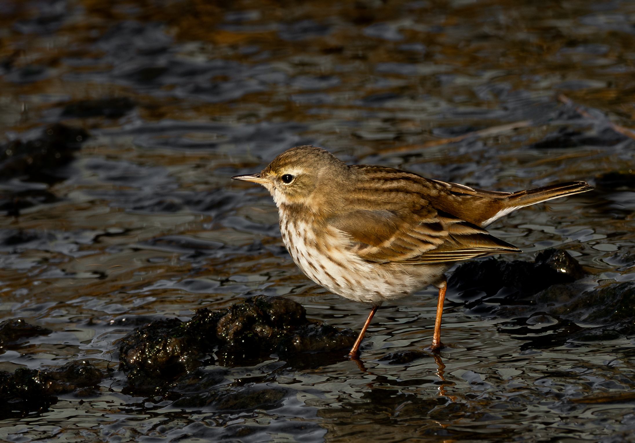 Water Pipit by Jack Pettit - BirdGuides