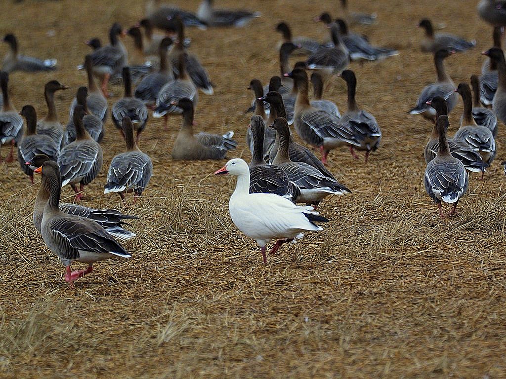 Snow Goose by Chris Baines - BirdGuides