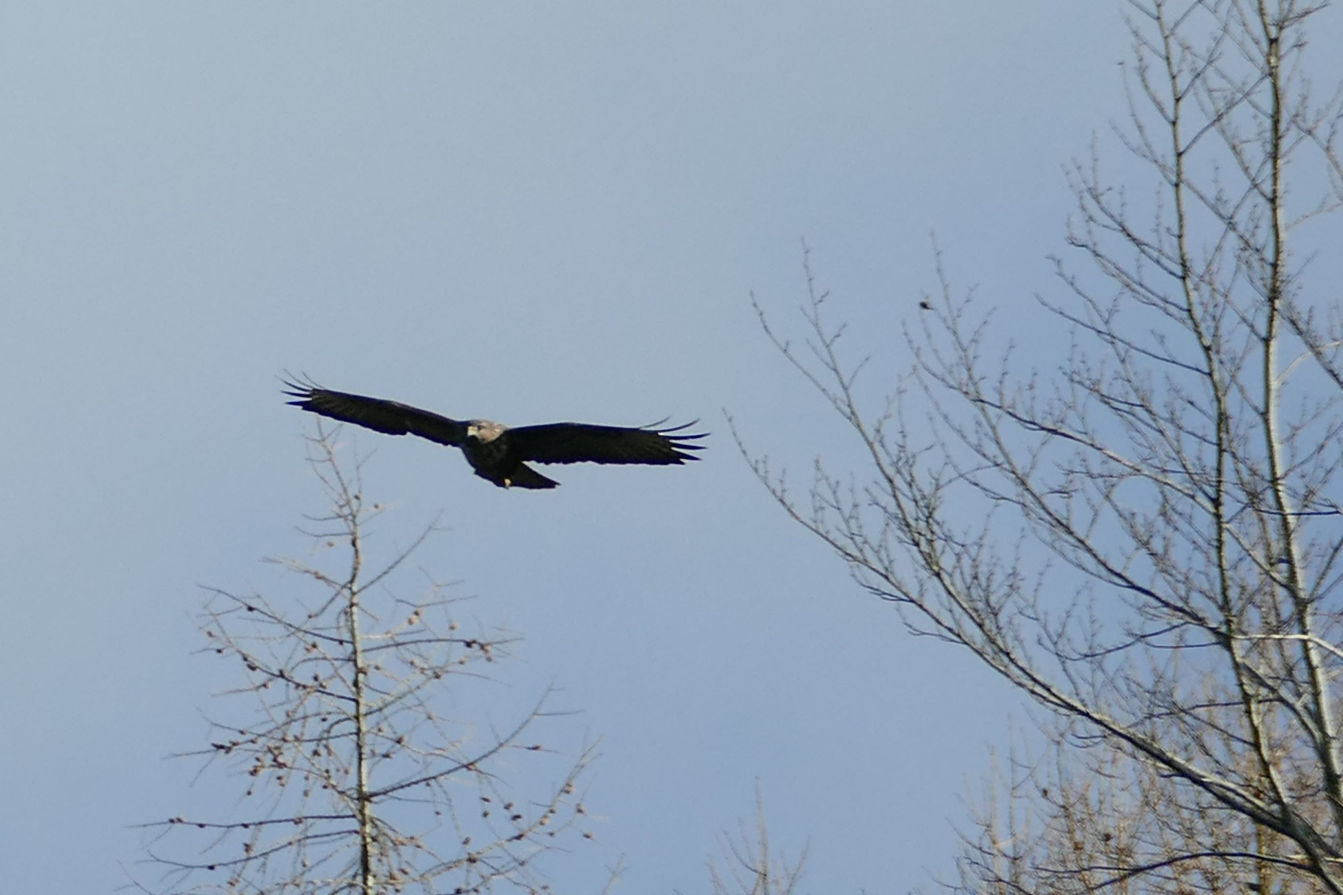 Common Buzzard by Matthew Webb - BirdGuides