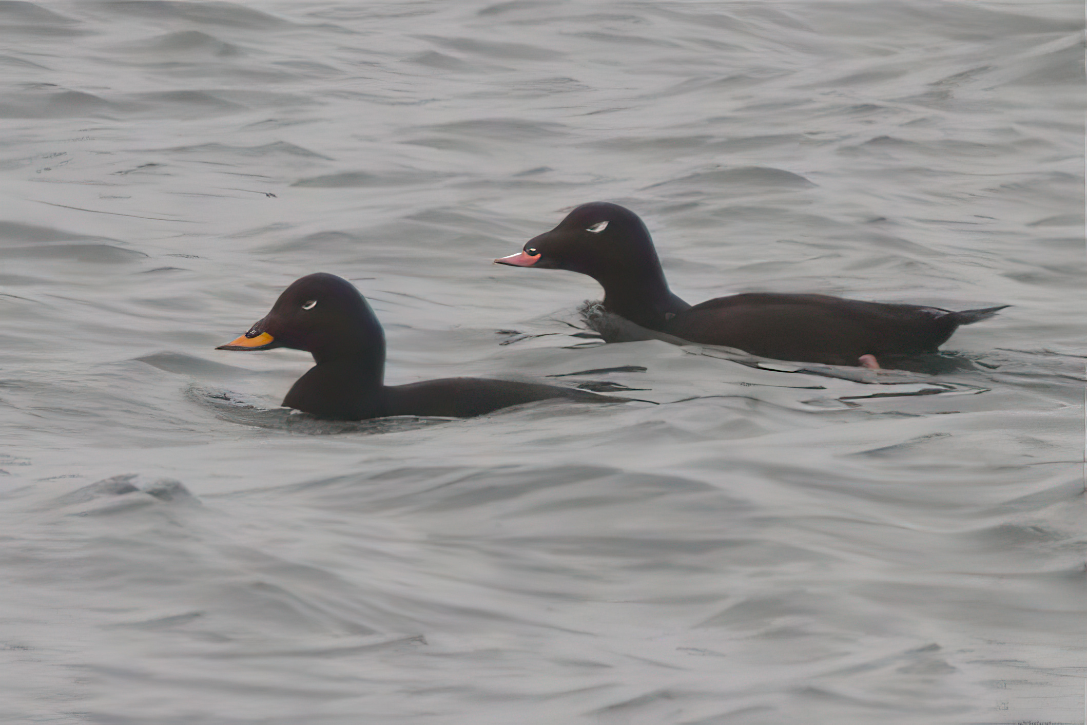 White-winged Scoter by Steve Nuttall - BirdGuides