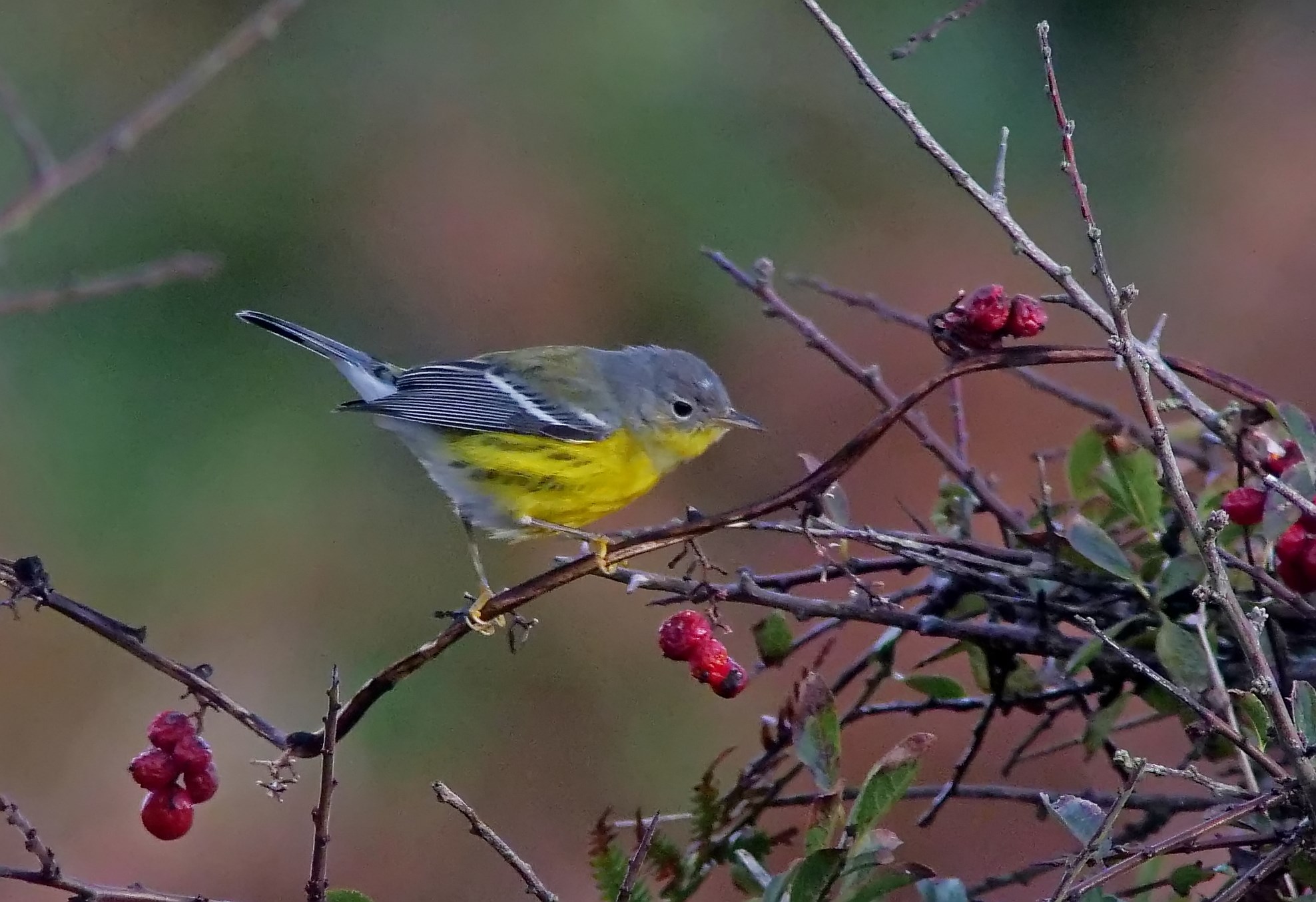 Magnolia Warbler by Steve Nuttall - BirdGuides
