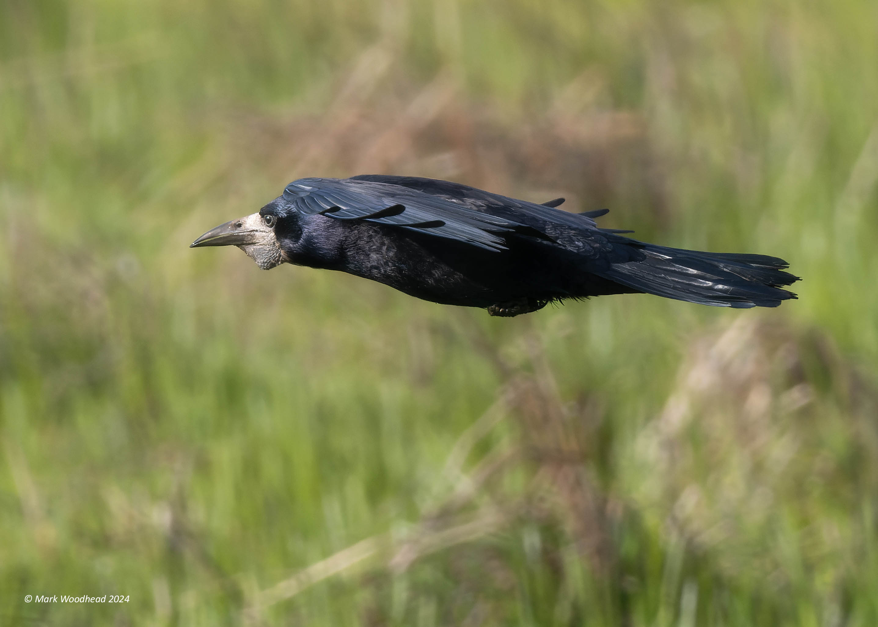 Rook by Mark Woodhead - BirdGuides