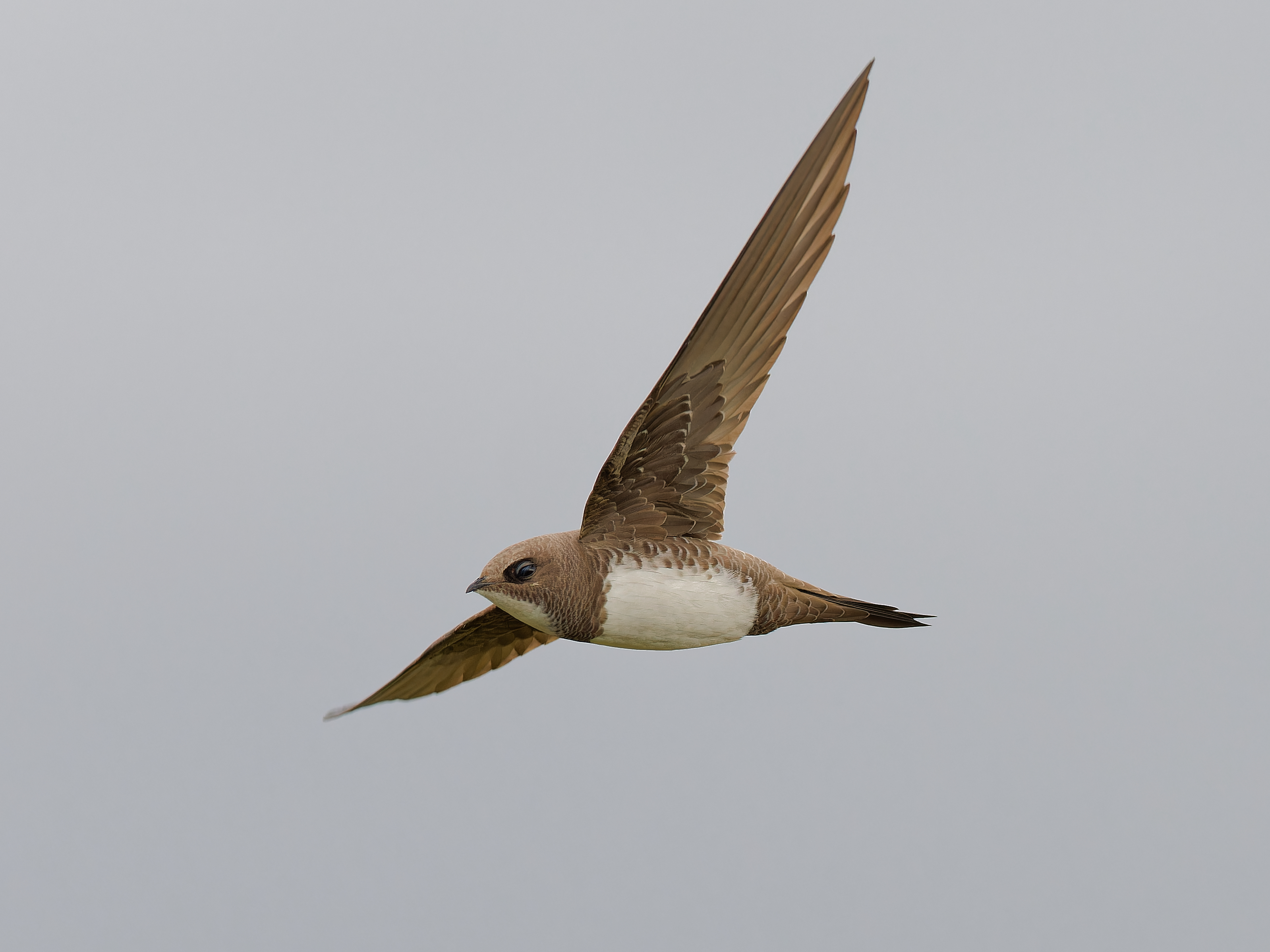 Details : Alpine Swift - BirdGuides